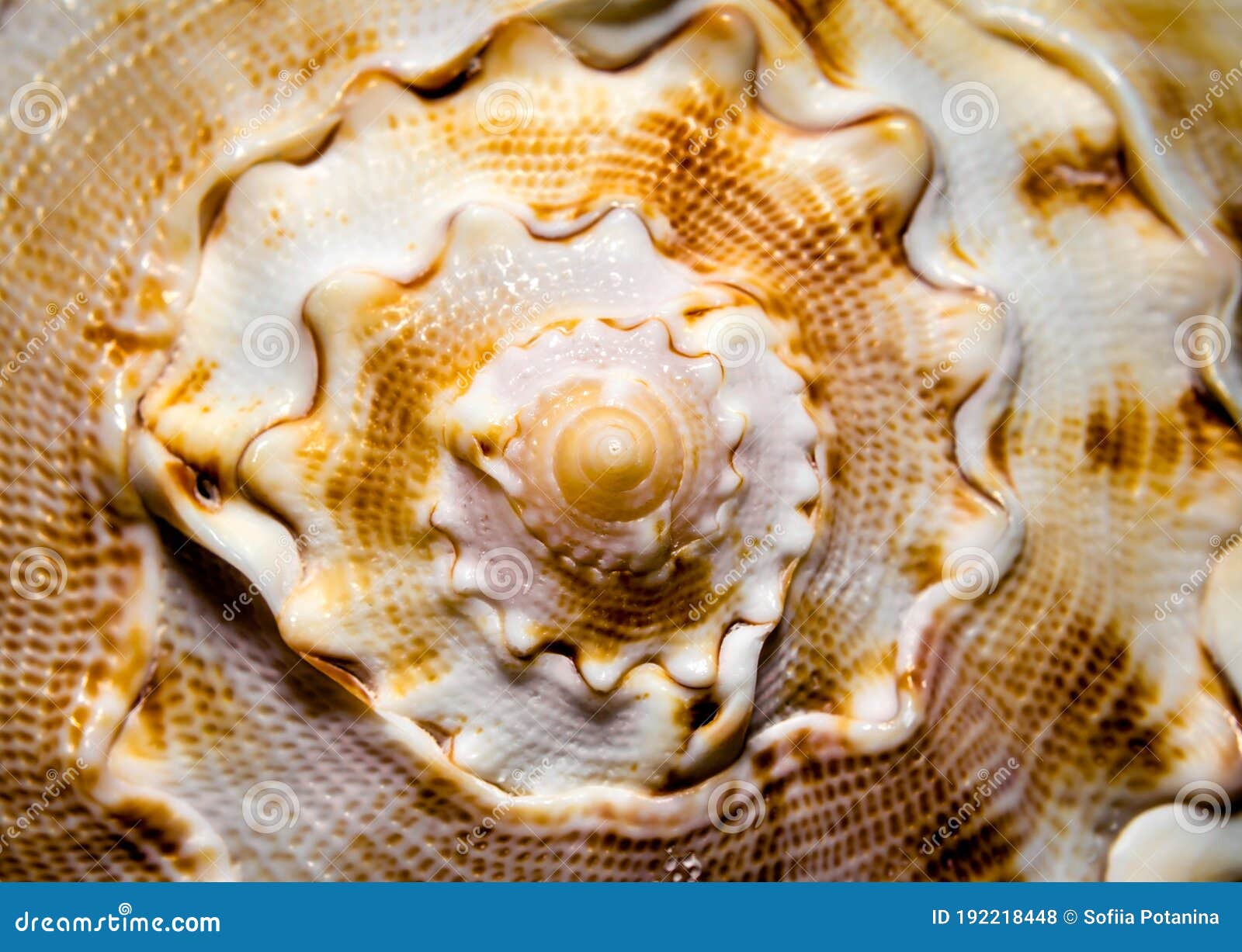 Large Ocean Shell Pattern Close Up Stock Photo - Image of animal ...