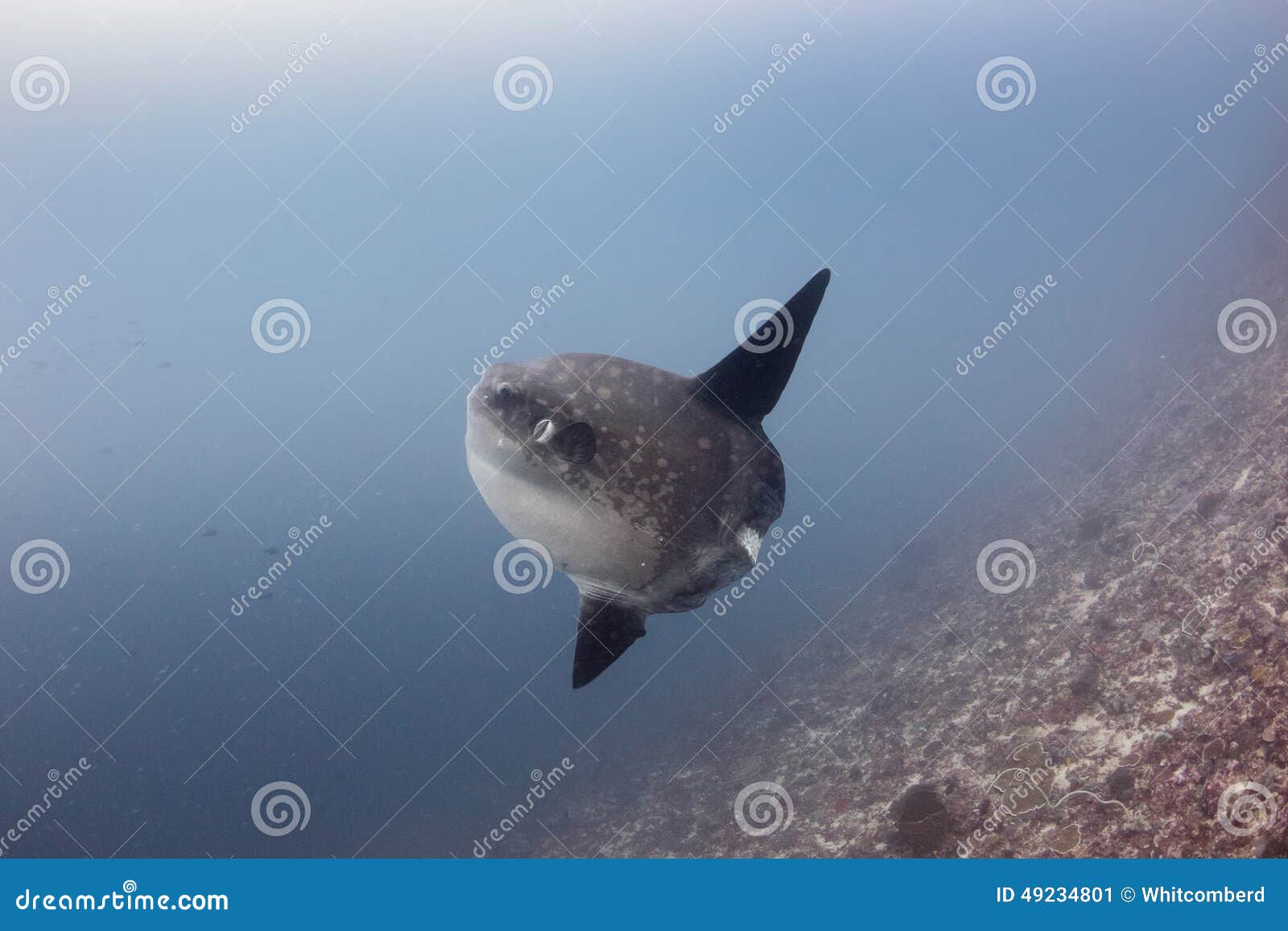 Large Oceanic Sunfish in Deep Water Stock Image - Image of environment ...