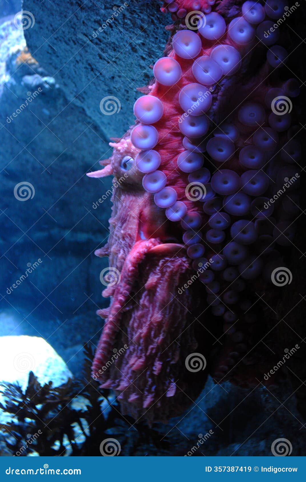 Large Octopus stock image. Image of suction, jellies - 357387419