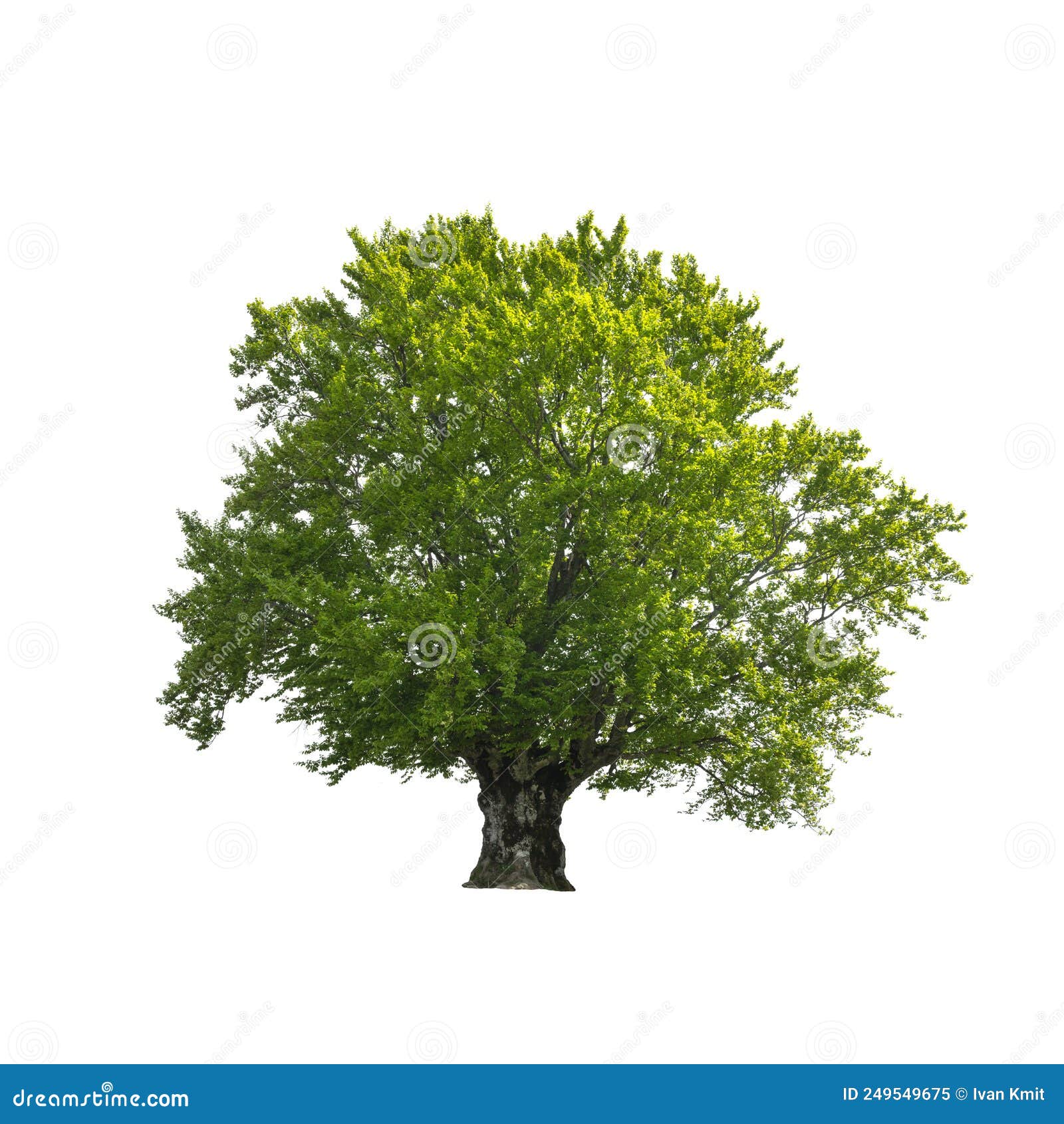 Large Old Beech Tree with Lush Green Leaves Stock Image - Image of ...