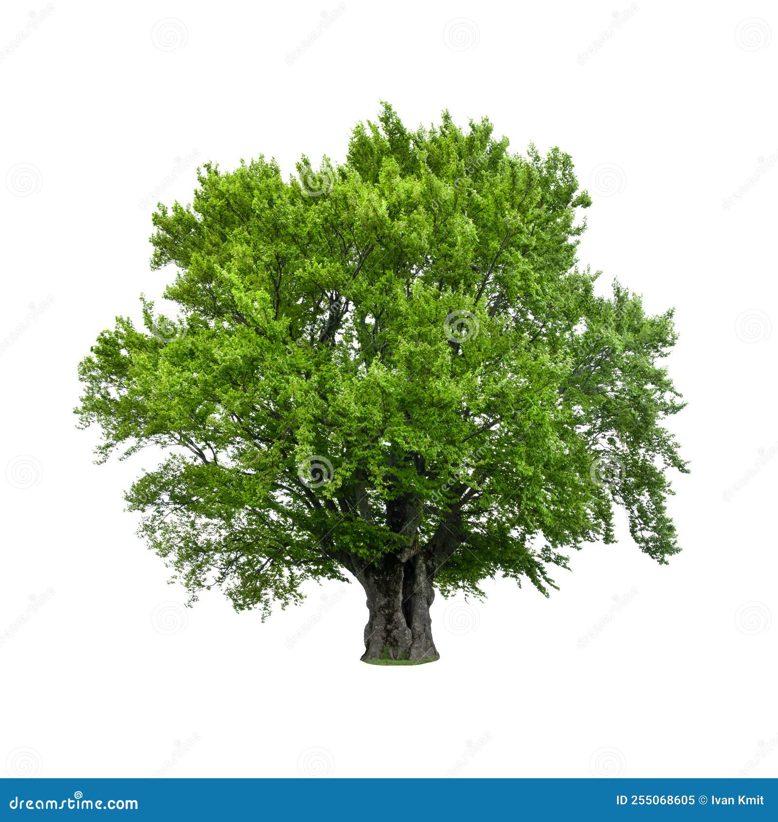 Large Old Beech Tree with Lush Green Leaves Stock Image - Image of ...