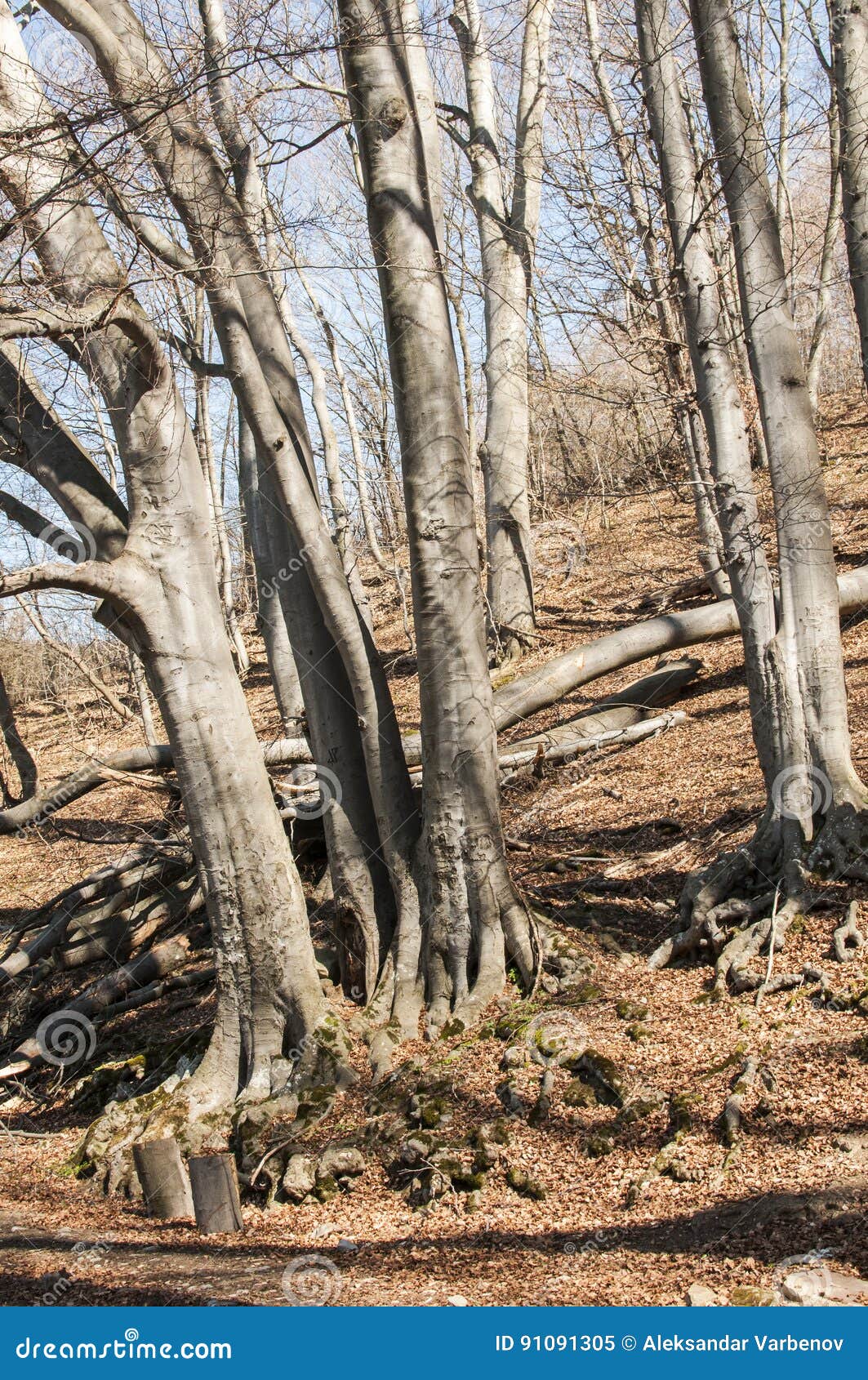 Large old beech trees stock image. Image of bark, beech - 91091305