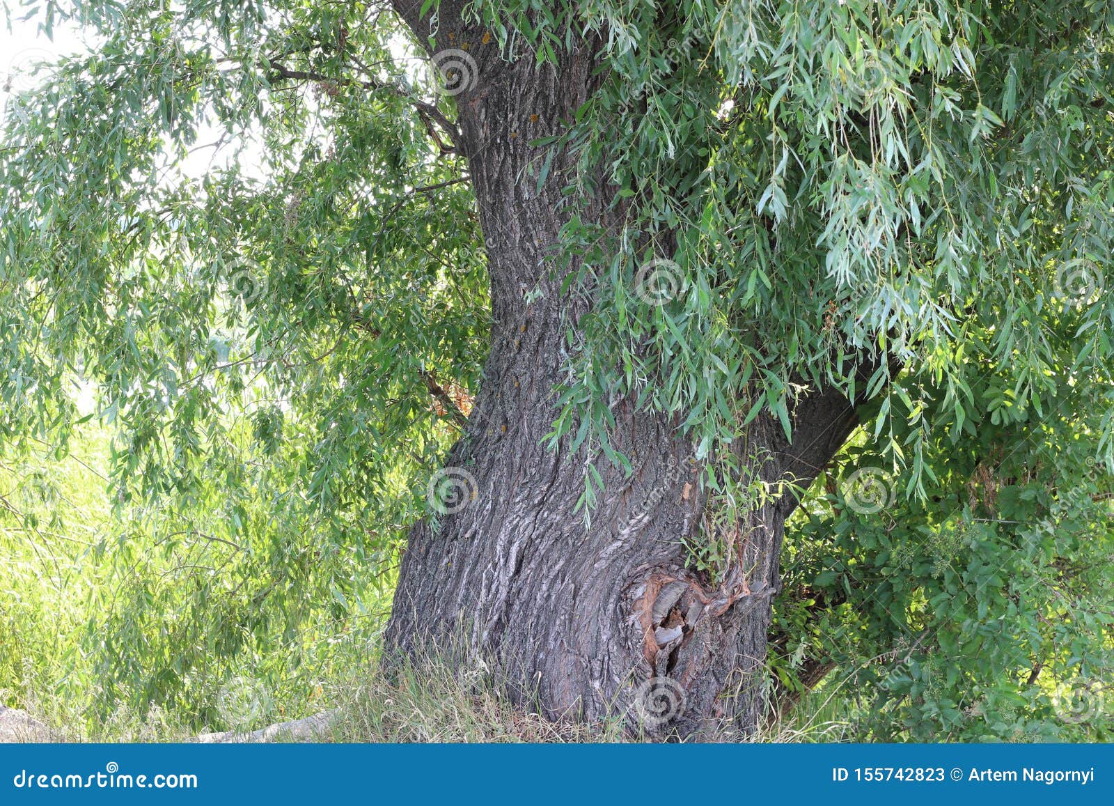 Large and Old Bole of a Willow Tree Stock Image - Image of green, tree ...