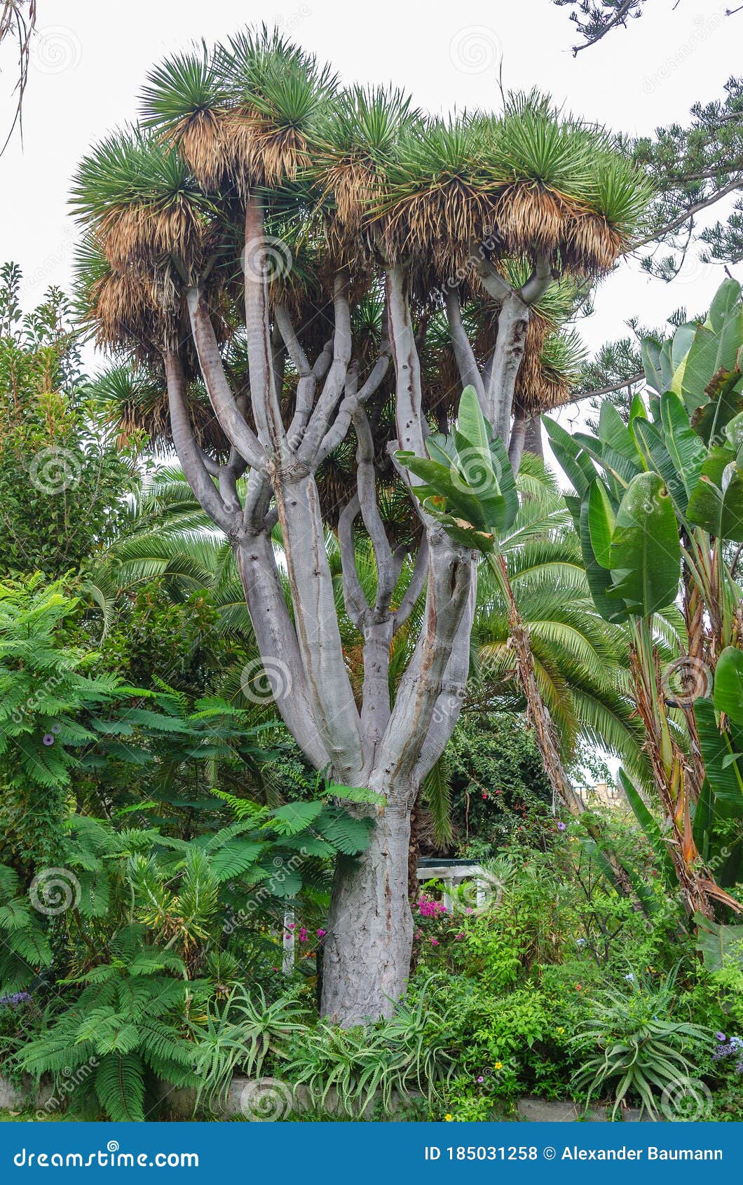 Large Old Dragon Tree in a Park Stock Photo - Image of large, plant ...