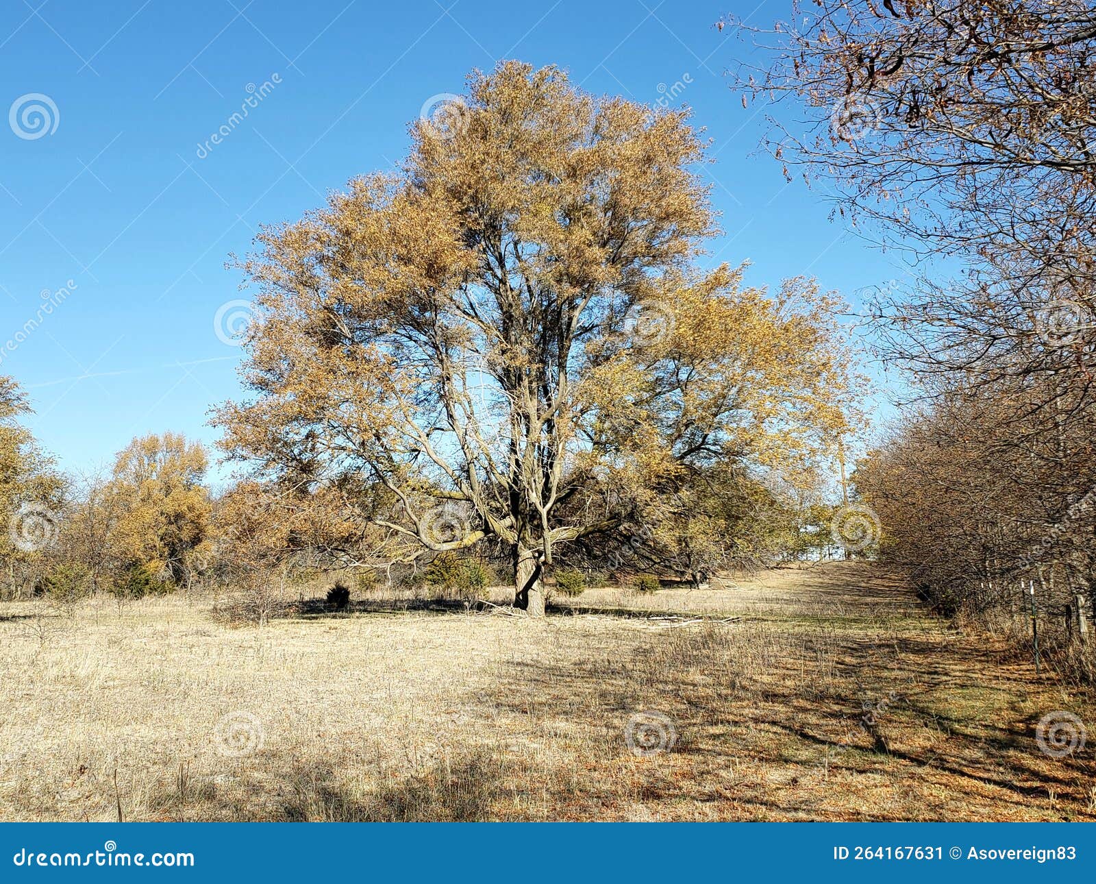 Large Old Elm Tree in the Fall Season. Stock Image - Image of landscape ...