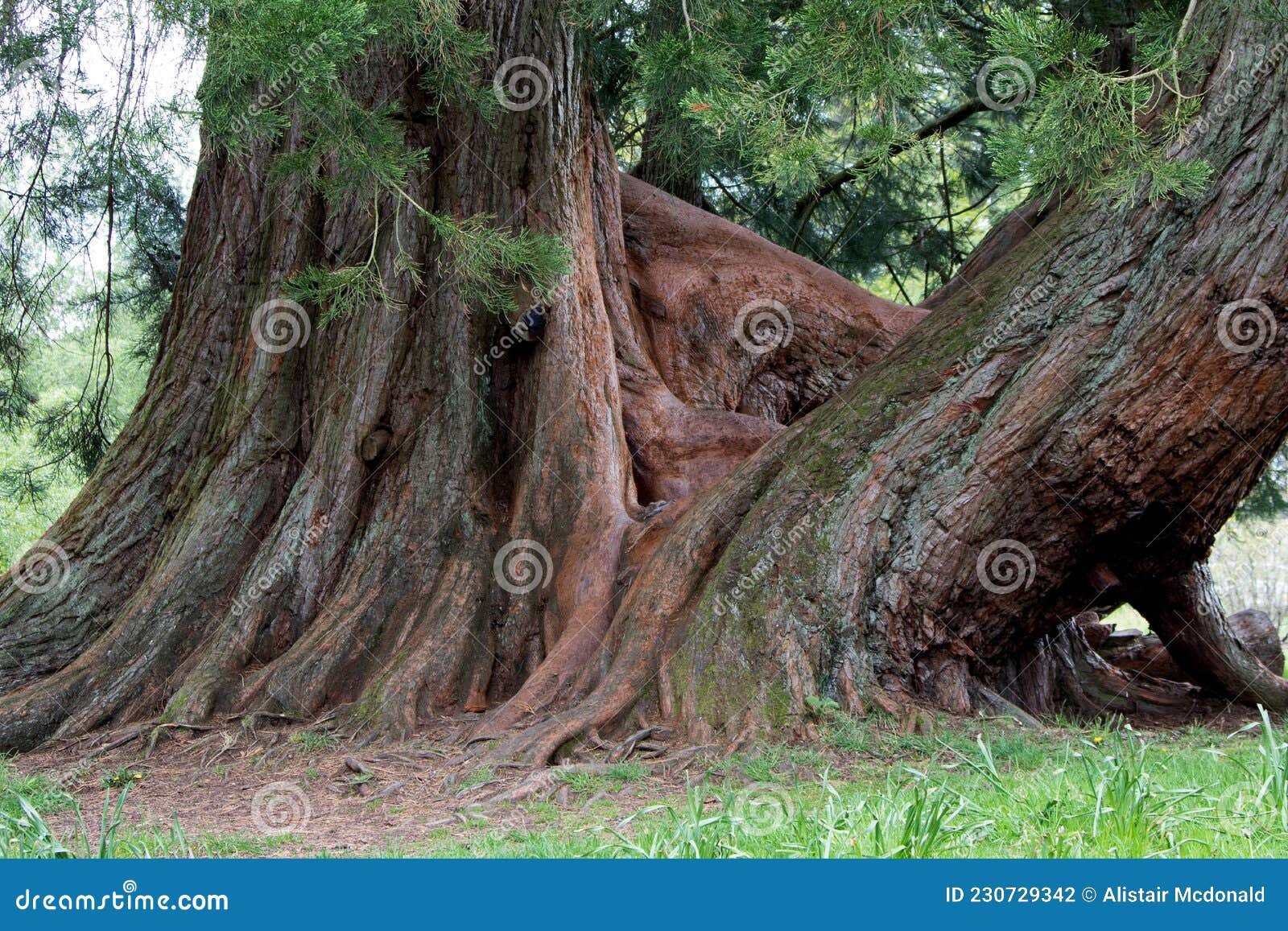 Large Old Fir Tree Trunks in a Country Park Stock Photo - Image of firs ...