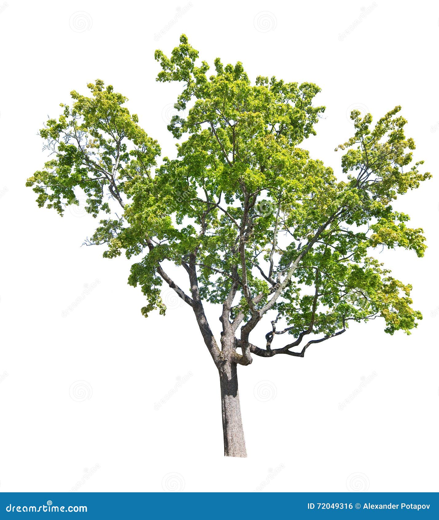 Large Old Green Isolated Oak Tree Stock Photo - Image of plant, tree ...