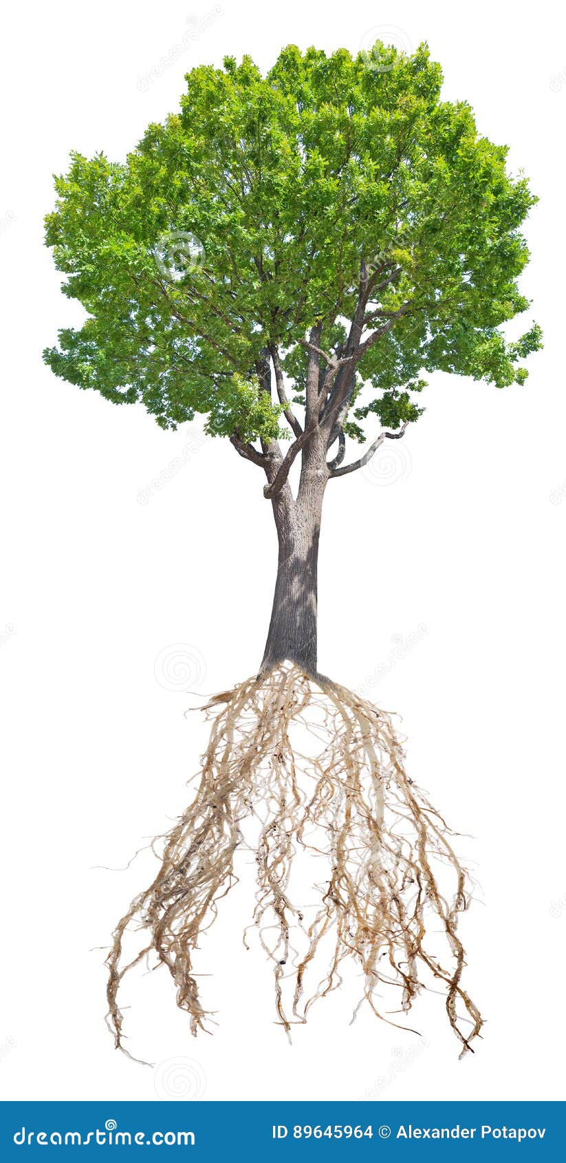 Large Old Green Oak Tree with Root Stock Photo - Image of white, plant ...