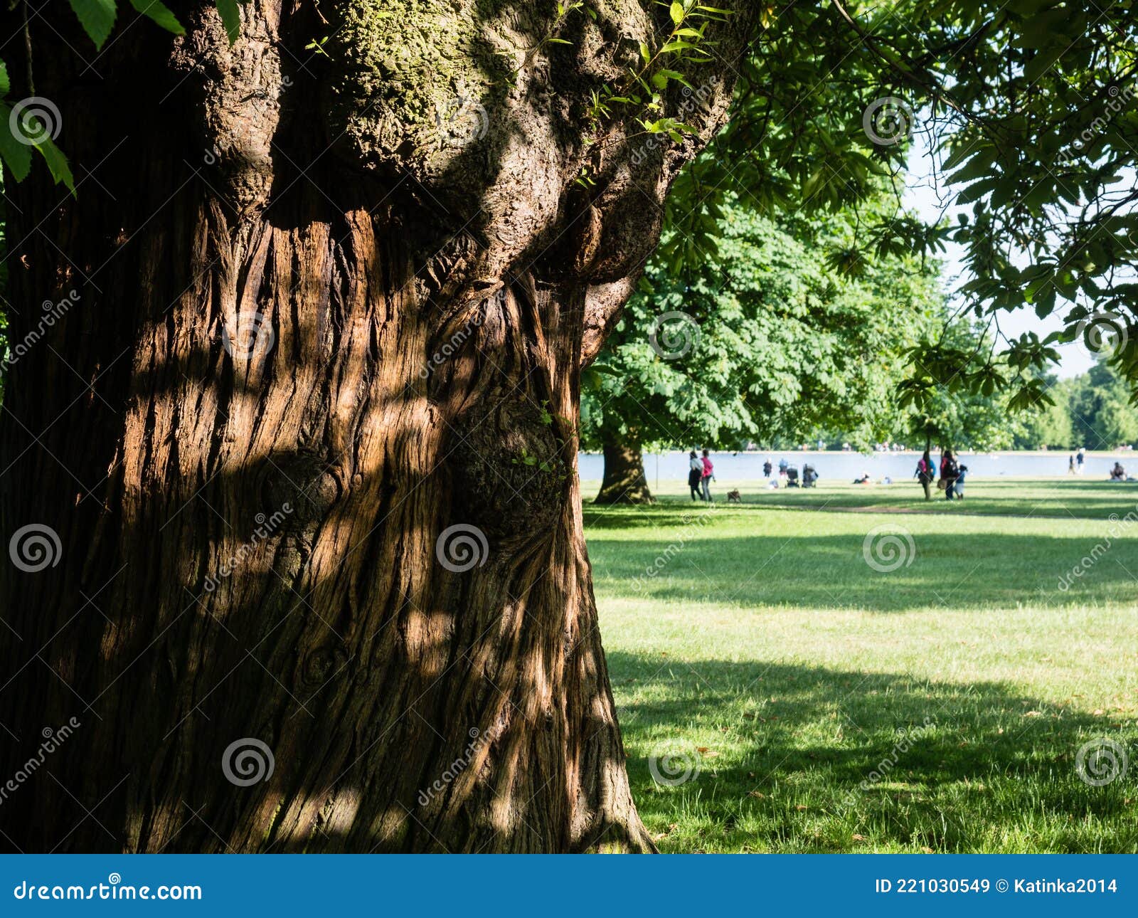 Large Old Growth Tree in Hyde Park in Summer Stock Image - Image of ...