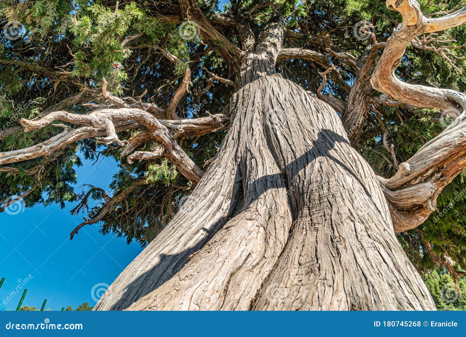 A Large and Old Juniper Tree Stock Photo - Image of bunch, mulch: 180745268