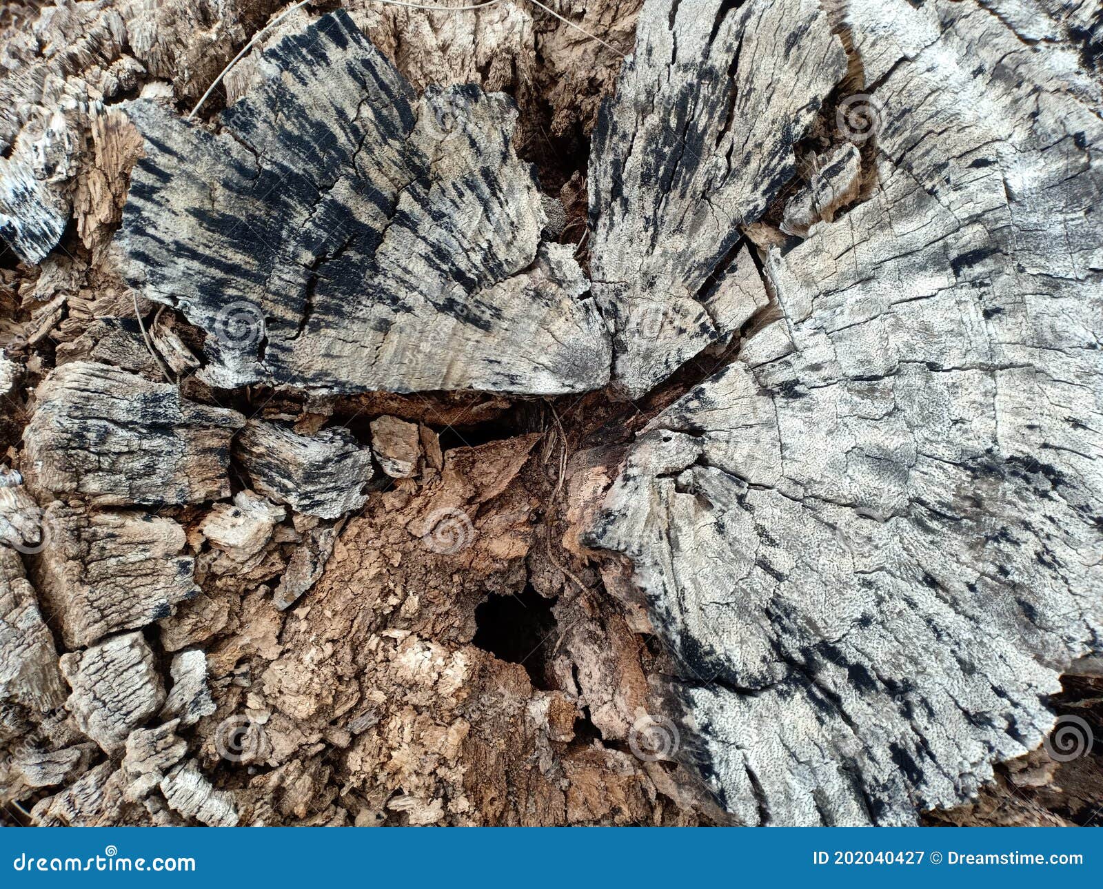 A Large Old Log that Has Decayed. Stock Image - Image of background ...
