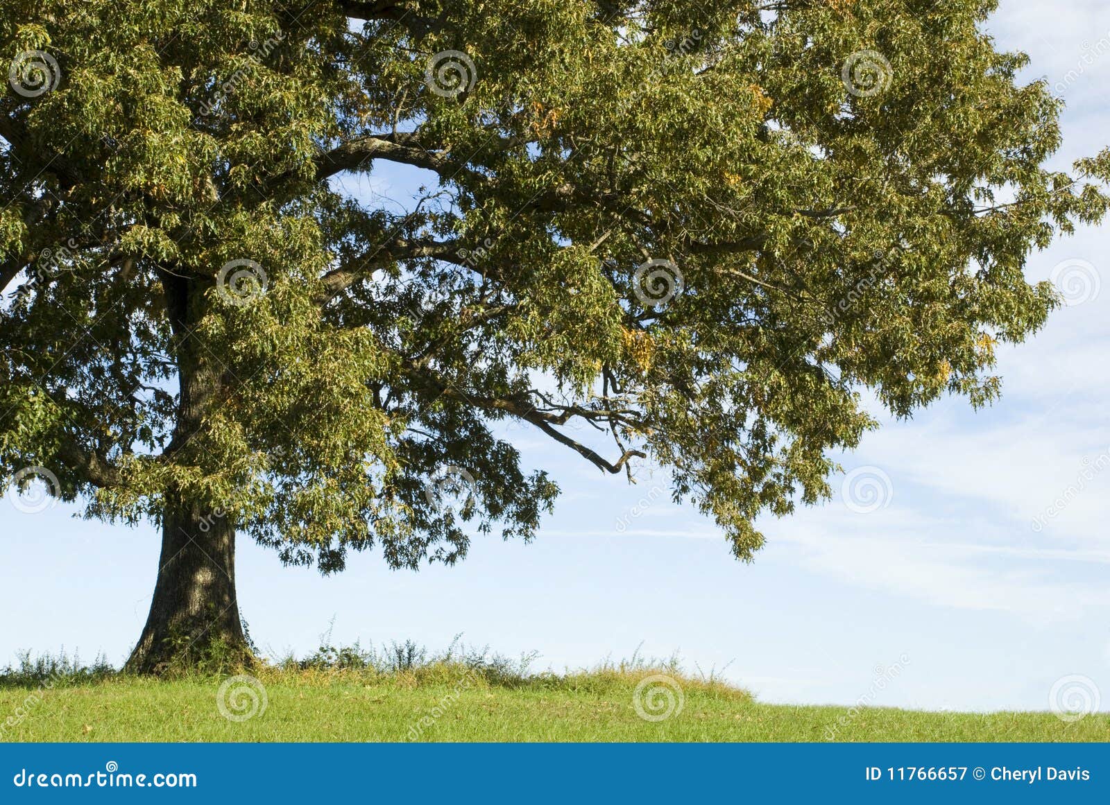 Large Old Oak Tree stock image. Image of backgrounds - 11766657