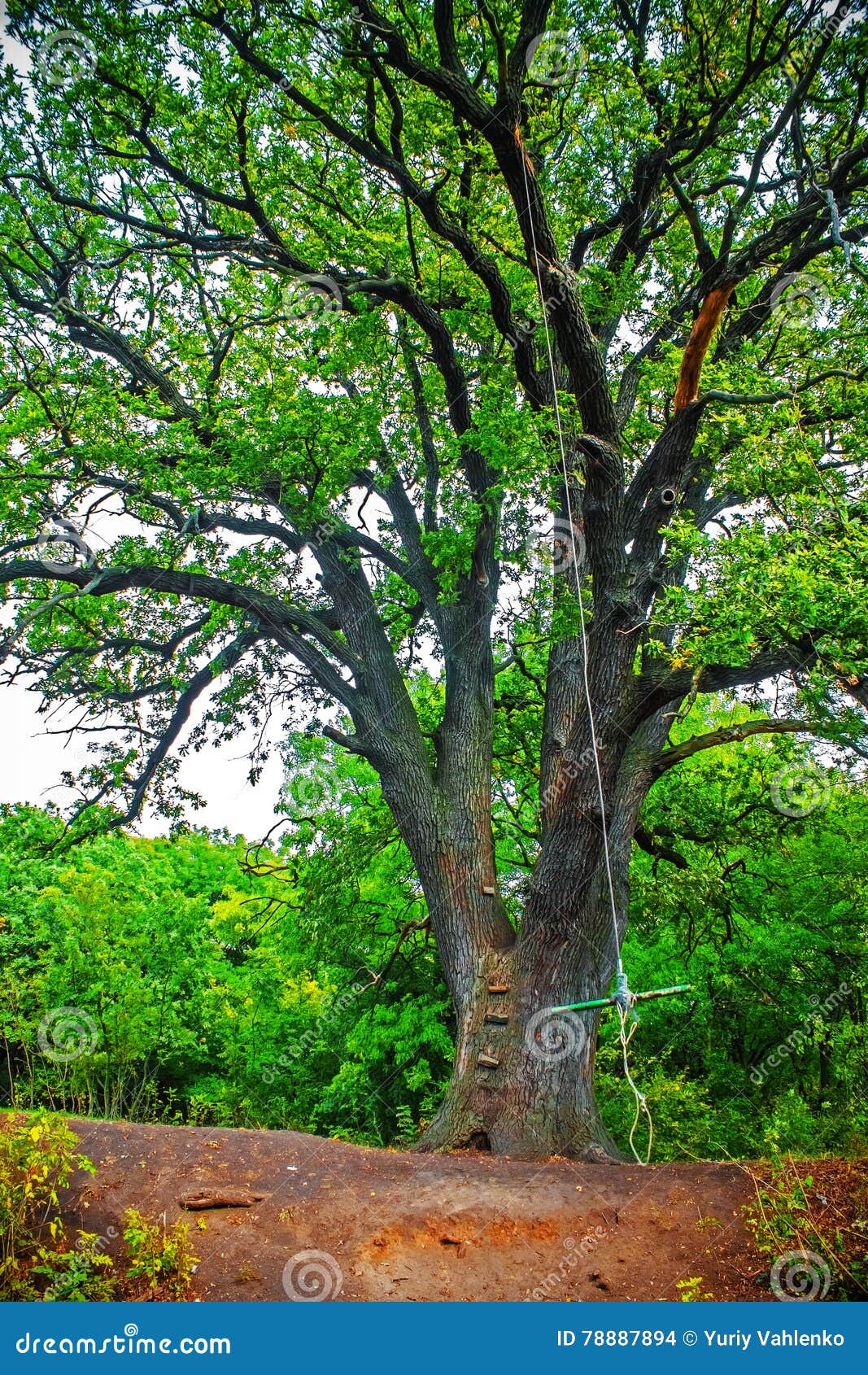 Large Old Oak Tree in the Forest, Nature Background Stock Photo - Image ...