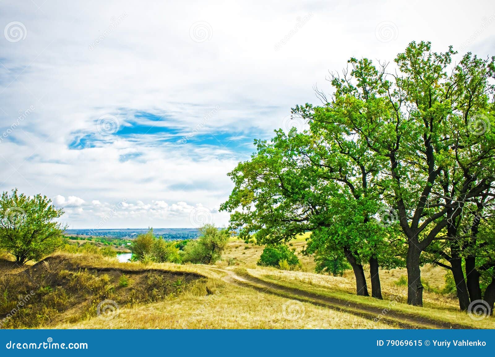 Large Old Oak Tree in the Forest, Nature Background Stock Image - Image ...