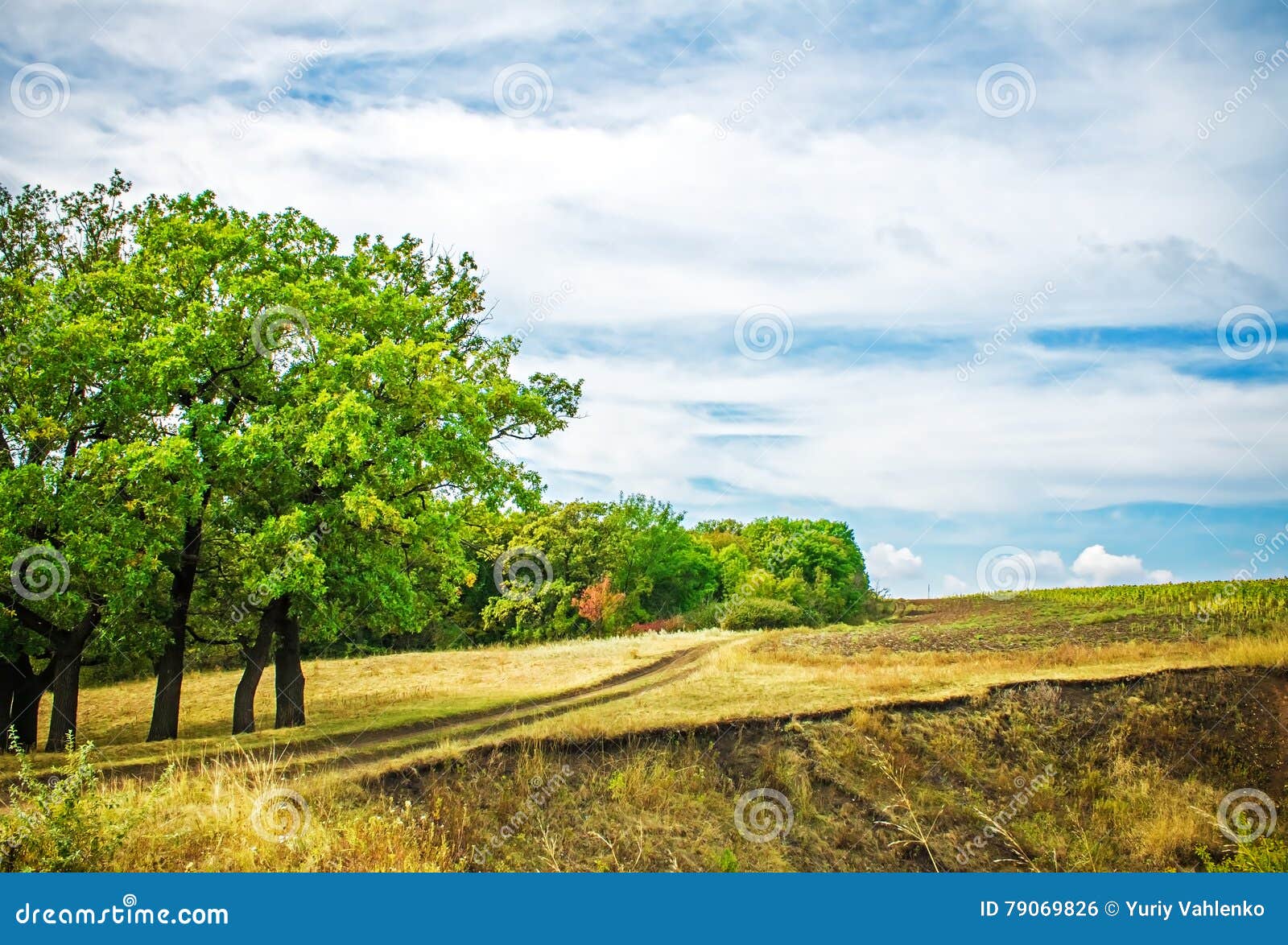 Large Old Oak Tree in the Forest, Nature Background Stock Photo - Image ...