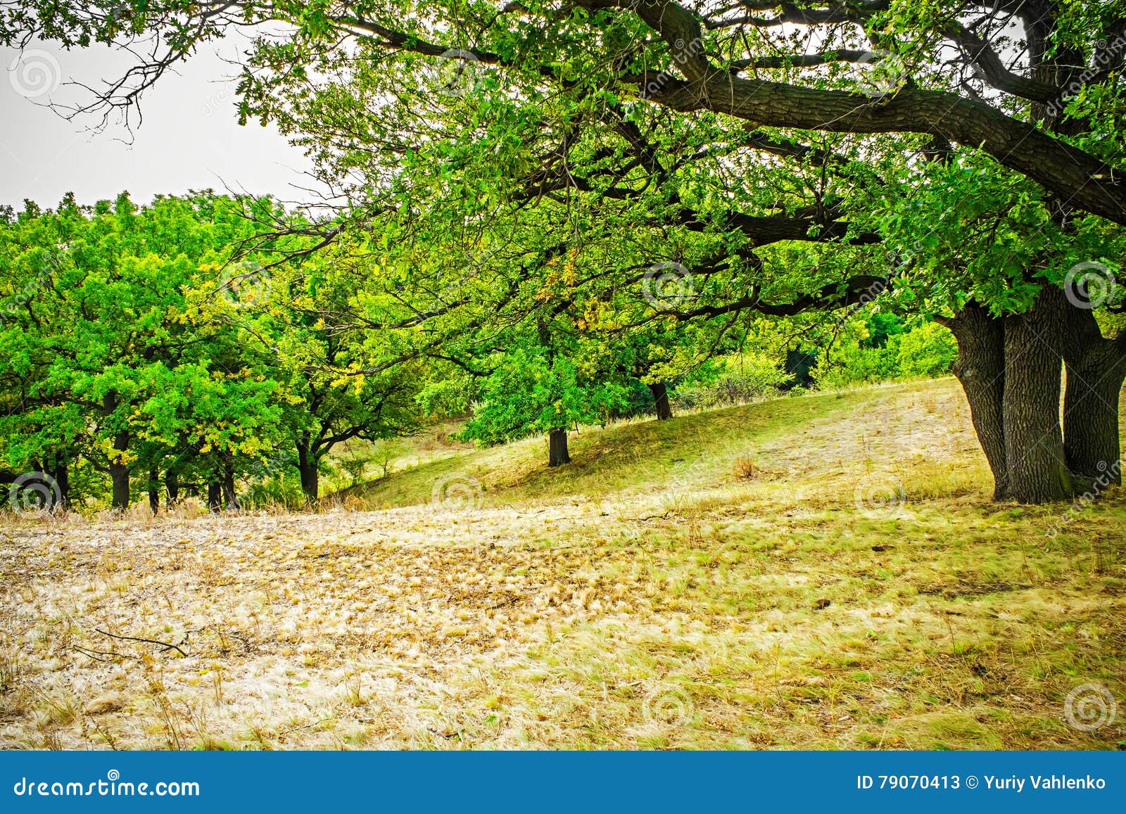 Large Old Oak Tree in the Forest, Nature Background Stock Image - Image ...