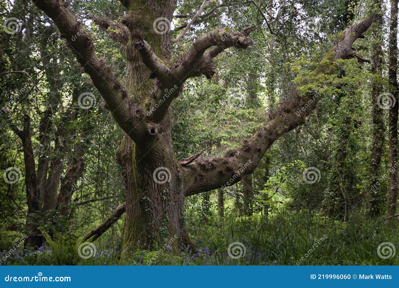 Large Old Oak Tree in the Woods Stock Photo - Image of produce ...