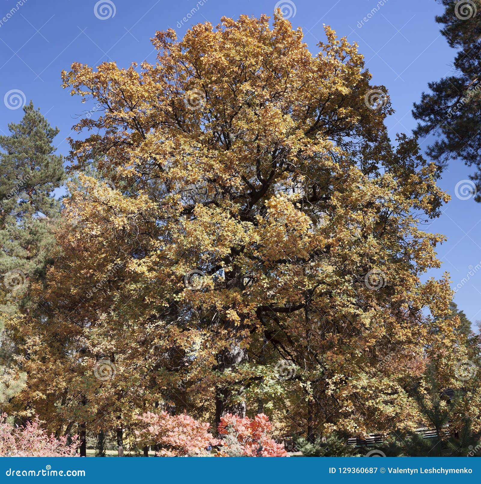 Large Old Oak Tree with Yellowish Foliage Stock Image - Image of park ...