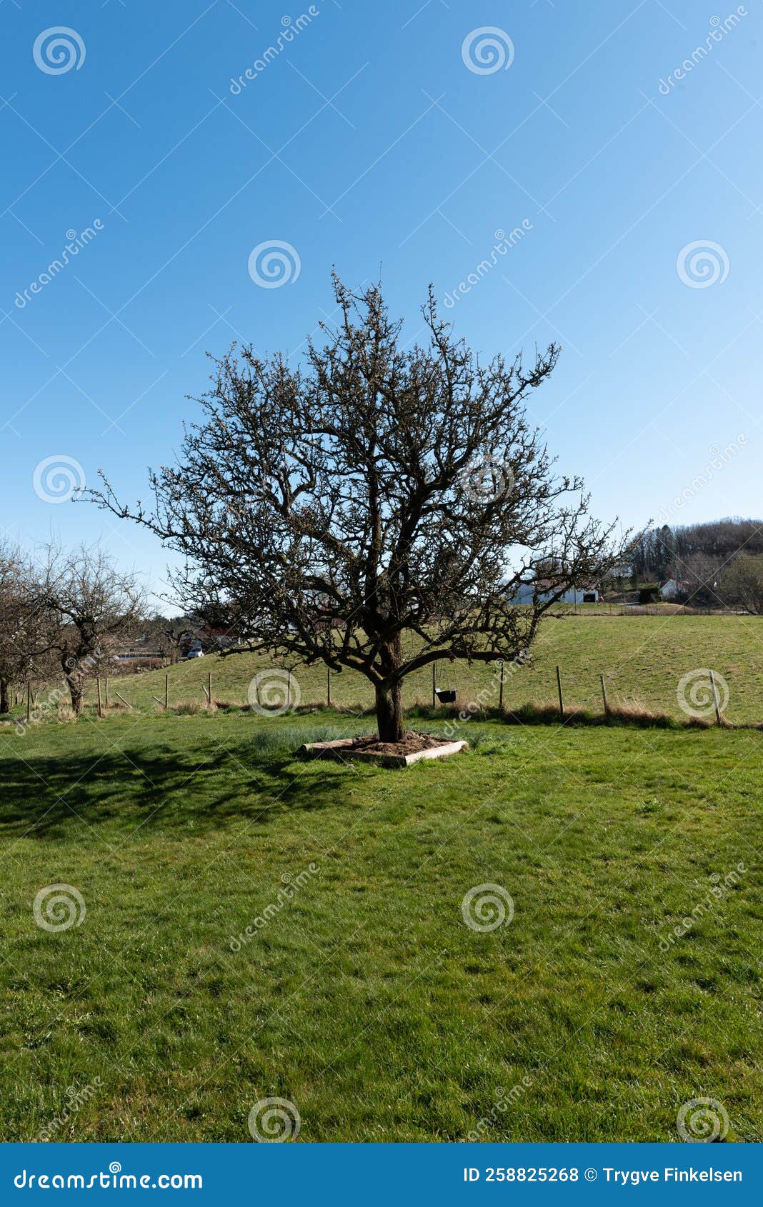 Large Old Pear Tree in Early Spring.. Stock Photo - Image of fruit ...