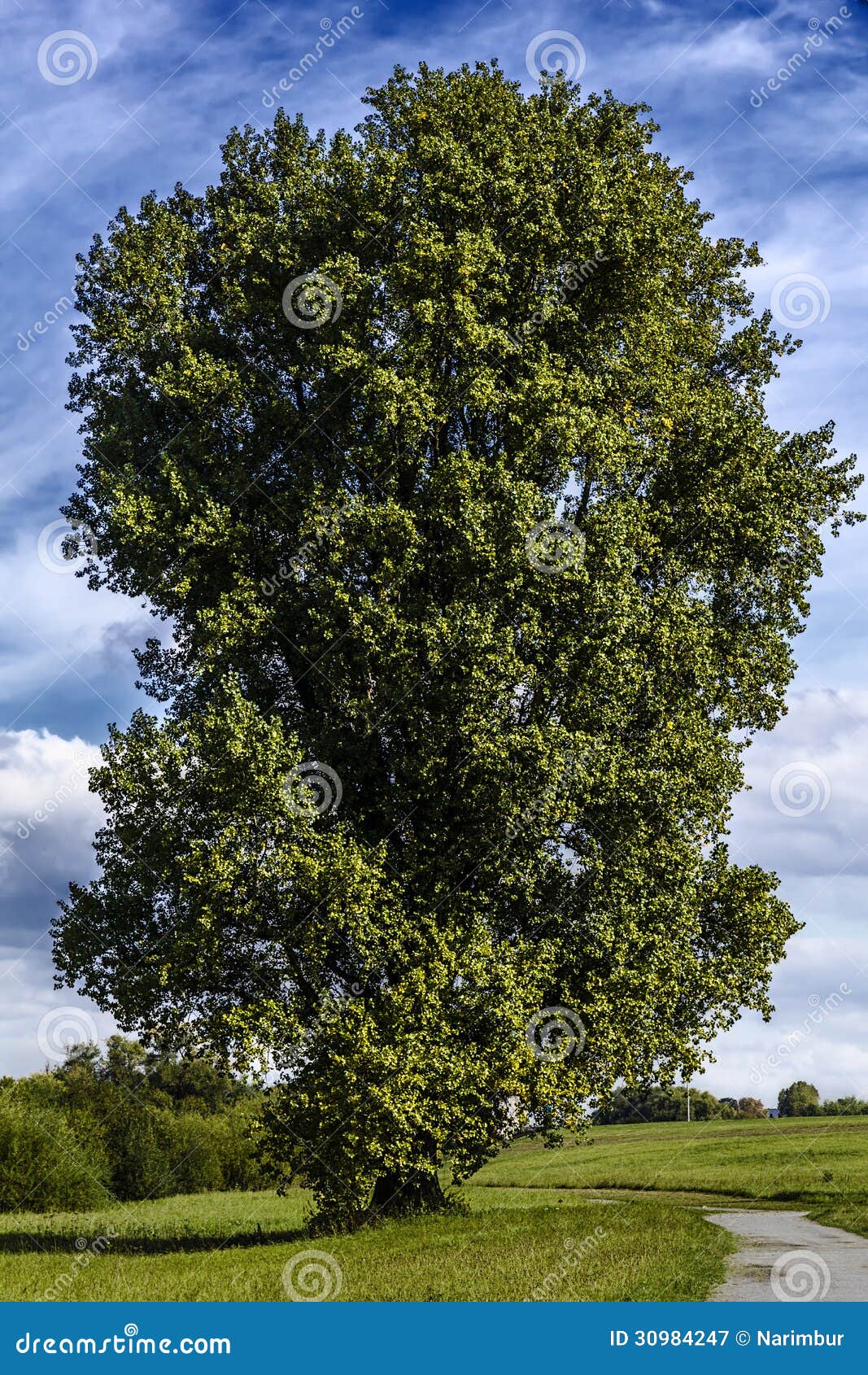 Large old poplar tree stock image. Image of grass, nature - 30984247