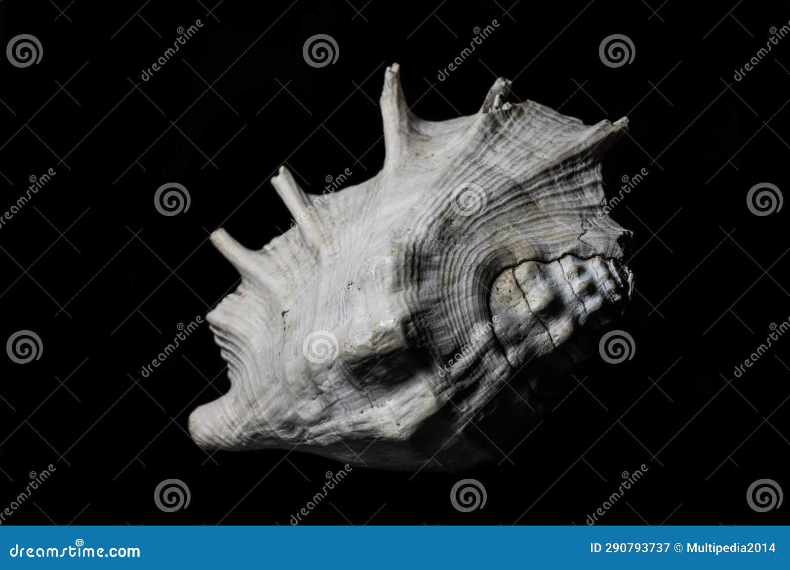 Large Spider Conch Seashell on Dark Background Stock Image - Image of ...