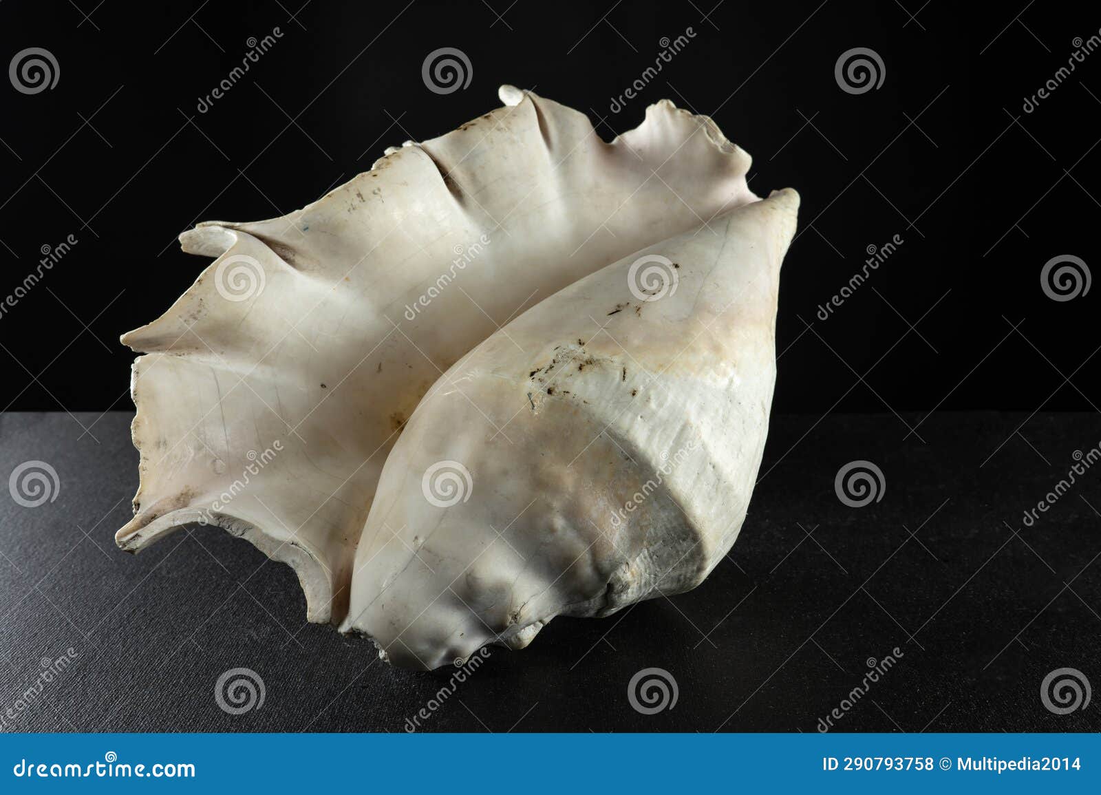 Large Spider Conch Seashell on Dark Background Stock Photo - Image of ...