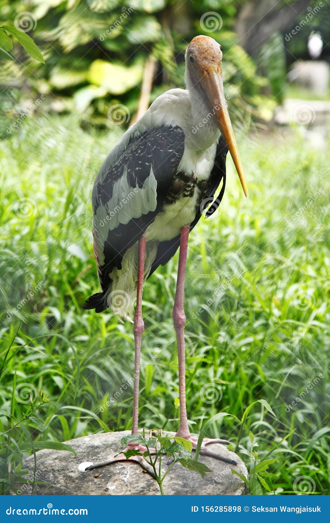 Large Stork Resting Inside a Thailand Zoo Stock Photo - Image of ...