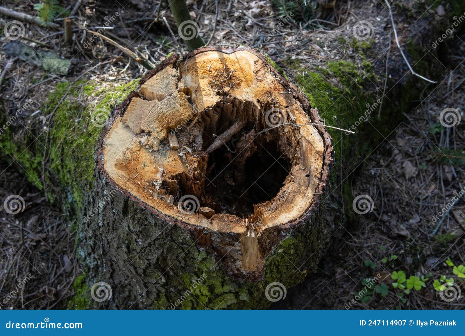 Large Old Stump of a Sawn Tree with a Hole Inside Stock Image - Image ...
