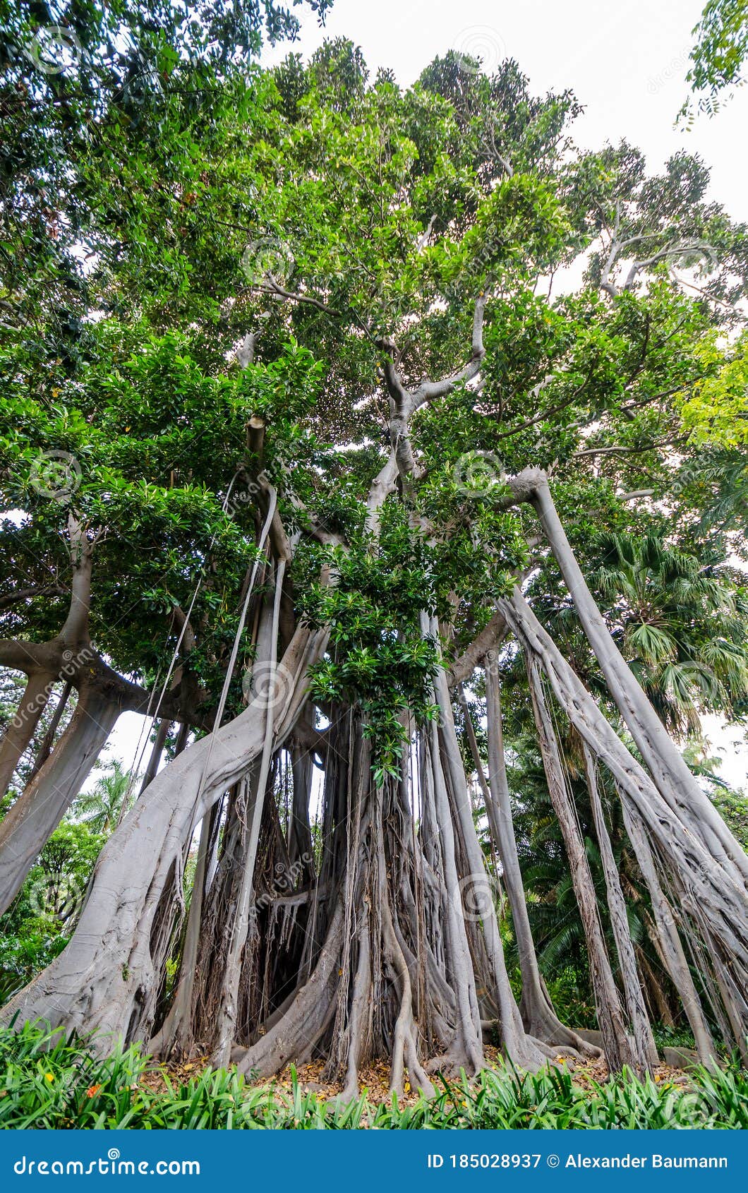 A Large Old Tree with Aerial Roots Stock Image - Image of rainforest ...