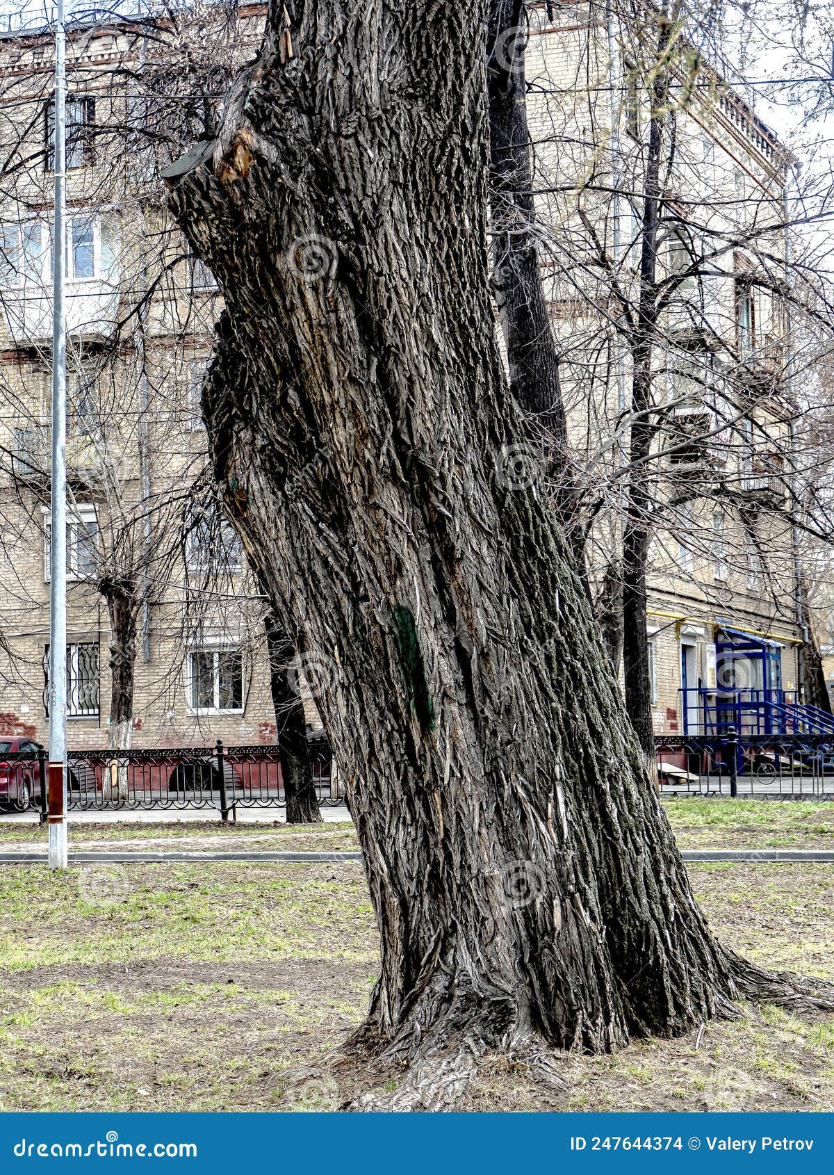 Old Tree with a Curved Wrinkled Trunk Stock Photo - Image of background ...