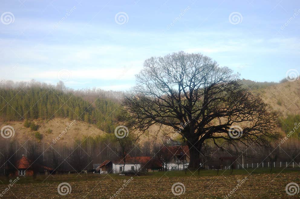 Large Old Tree with a Cross on it Stock Photo - Image of nature ...