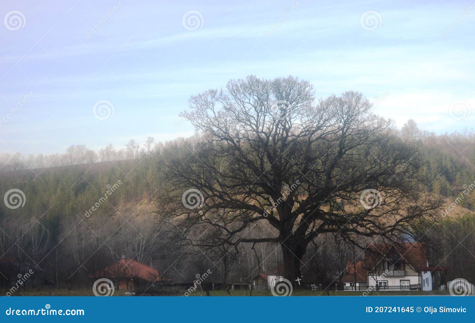 Large Old Tree with a Cross on it Stock Image - Image of nature, winter ...