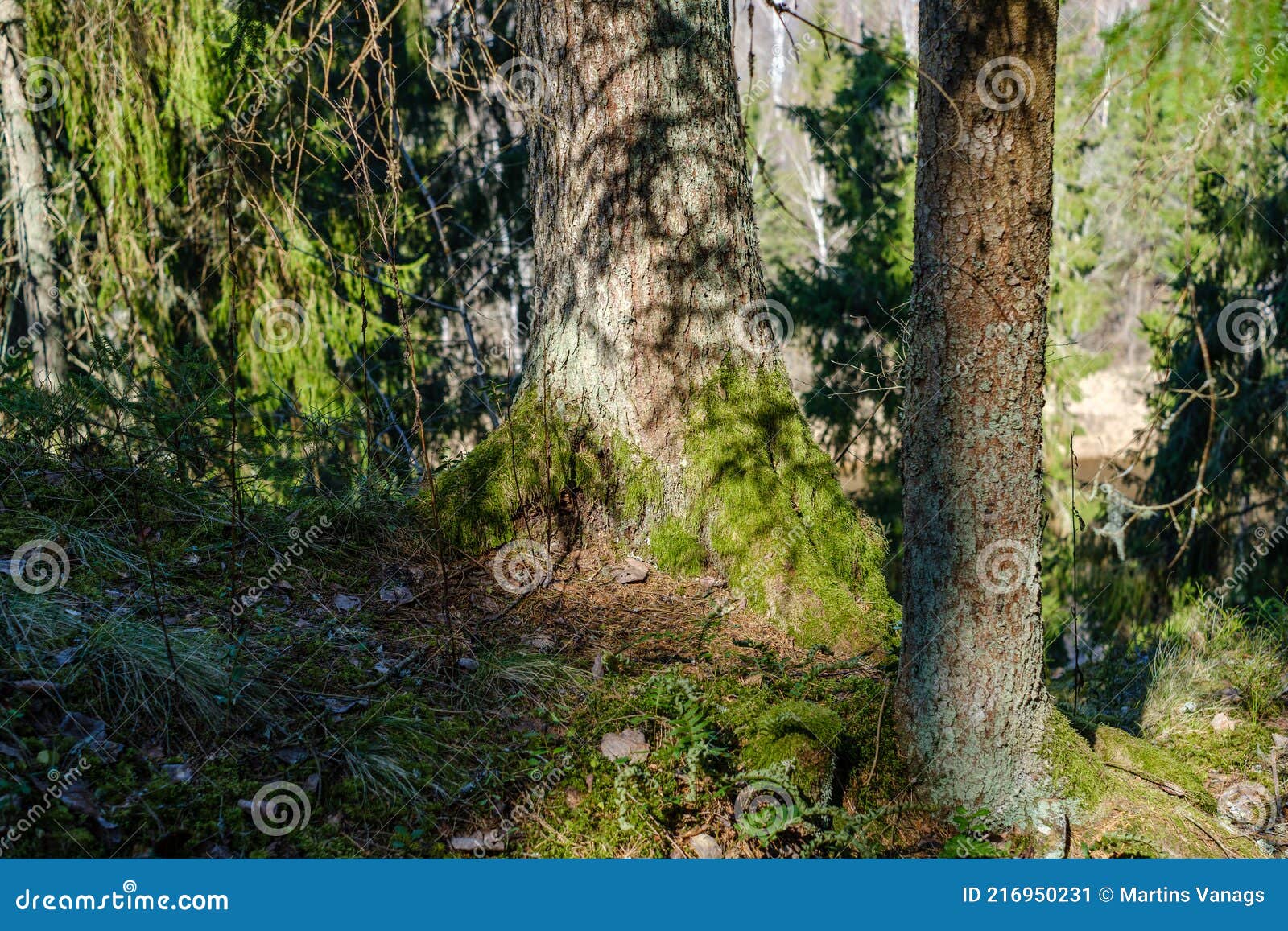 Large Old Tree in the Forest Stock Image - Image of tree, grassland ...