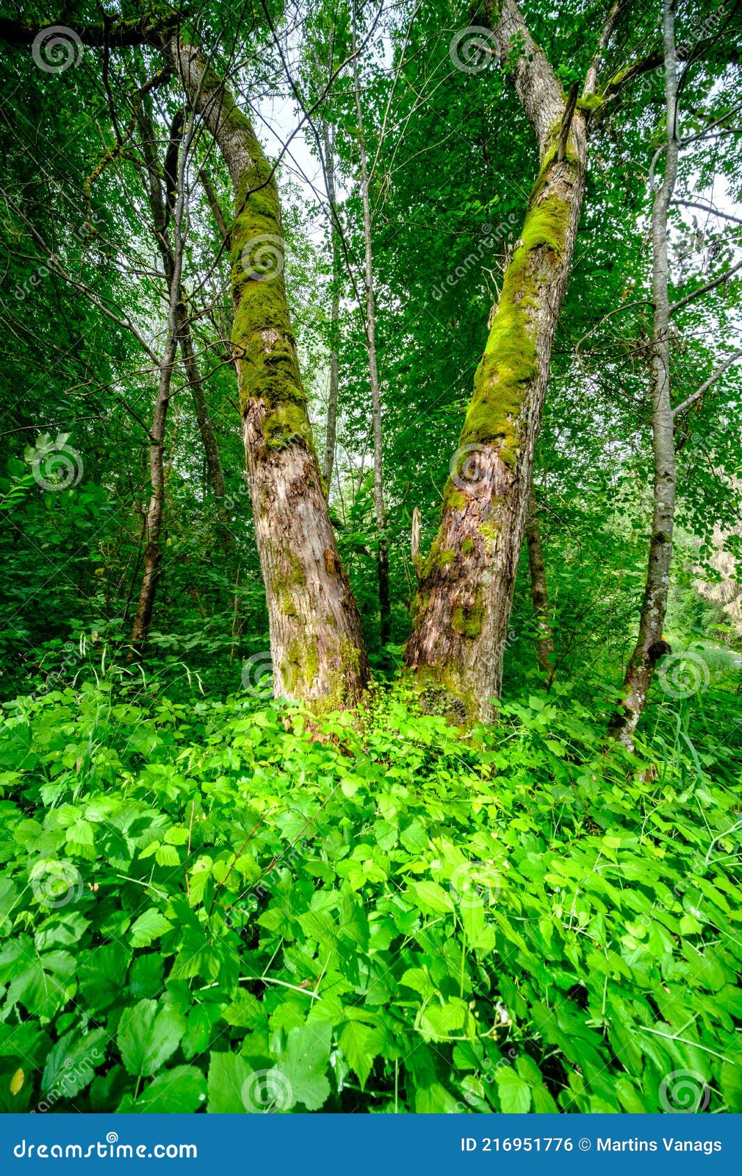 Large Old Tree in the Forest Stock Photo - Image of lake, grassland ...
