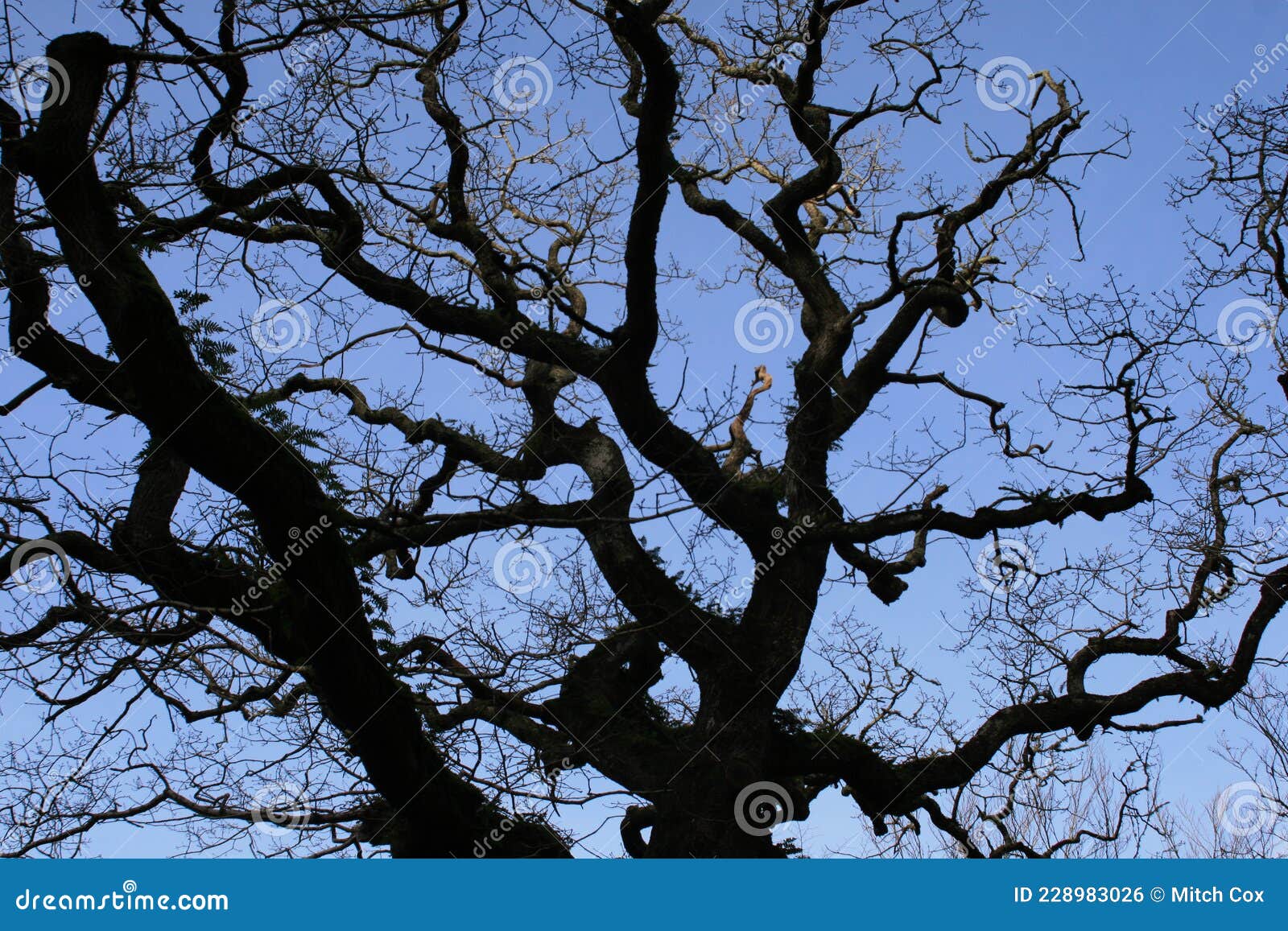 Gnarly Tree stock photo. Image of tree, nature, forest - 228983026