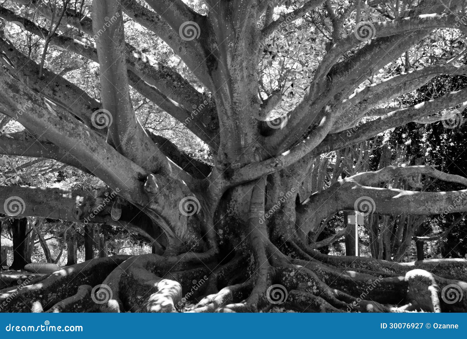 Entwined Tree stock image. Image of black, roots, branch - 30076927
