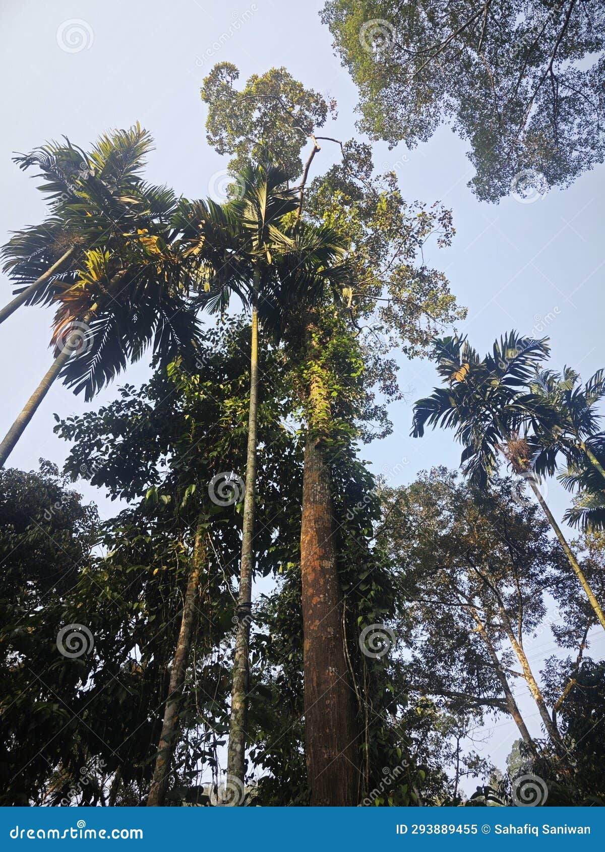 Large Old Tree Snap Under it after the Sun Rise. Stock Image - Image of ...