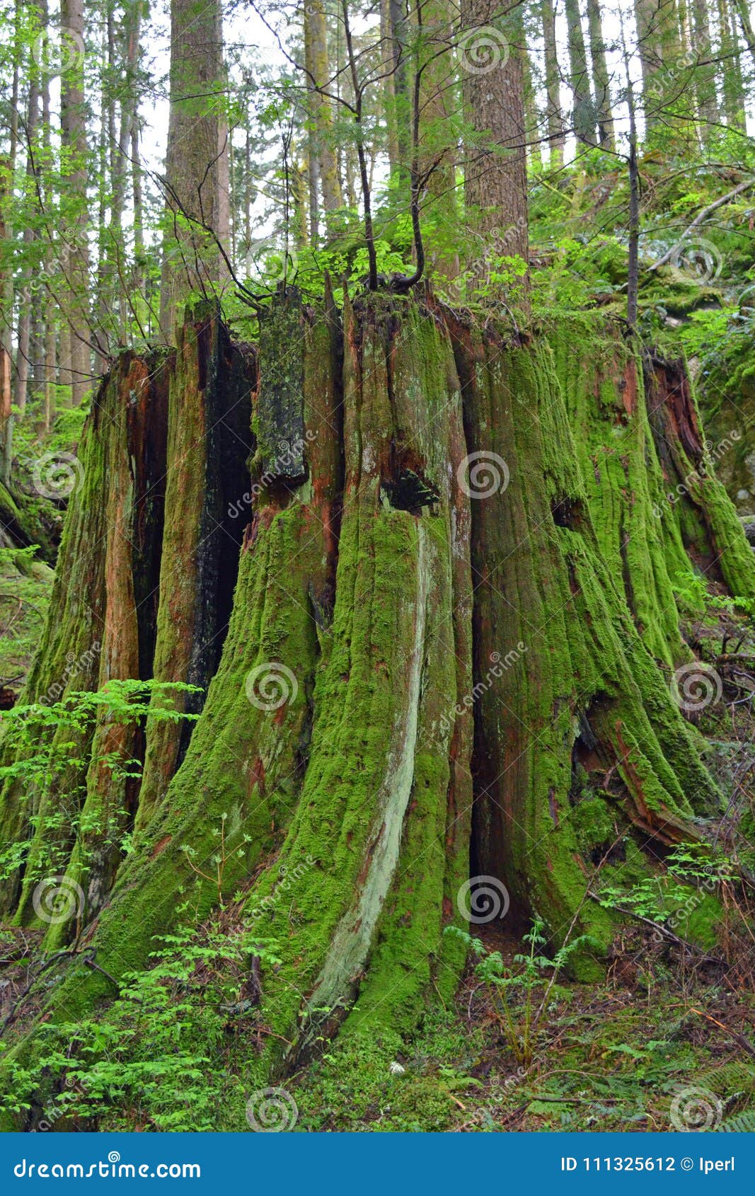 Large Old Tree Stump in Coastal Forest Stock Photo - Image of green ...