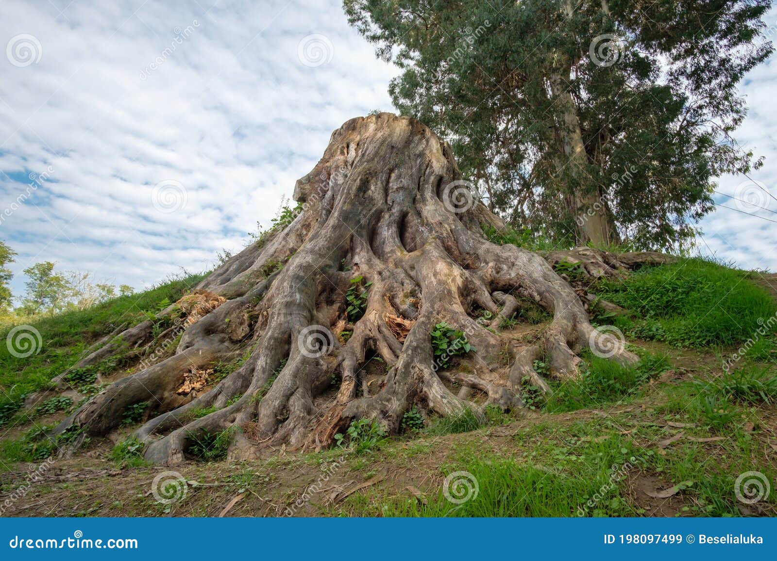 Roots Of Massive Tree Growing Along Stone Rock Wall In Auckland New ...