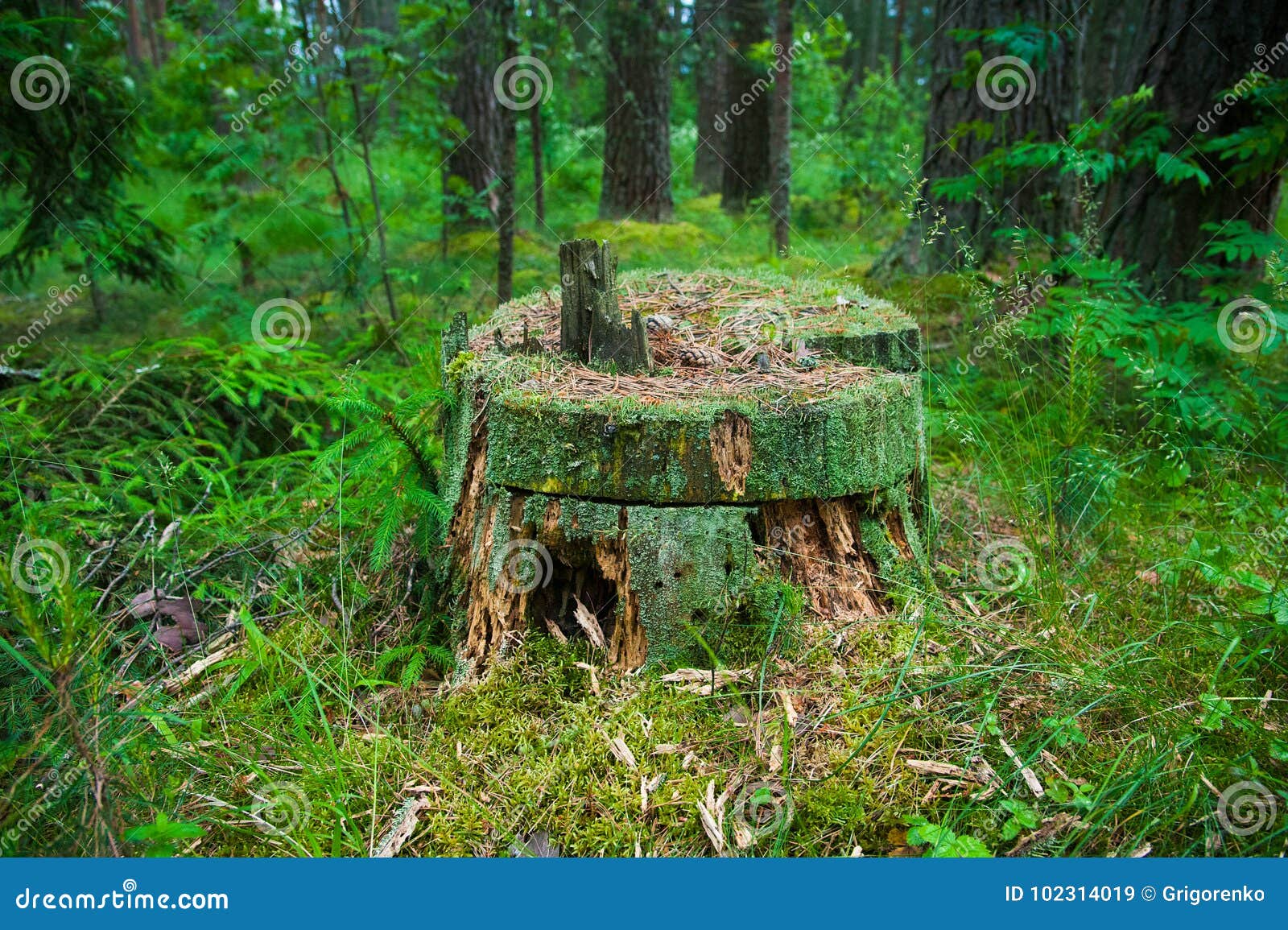Large Old Tree Stump in Summer Forest Stock Image - Image of spring ...