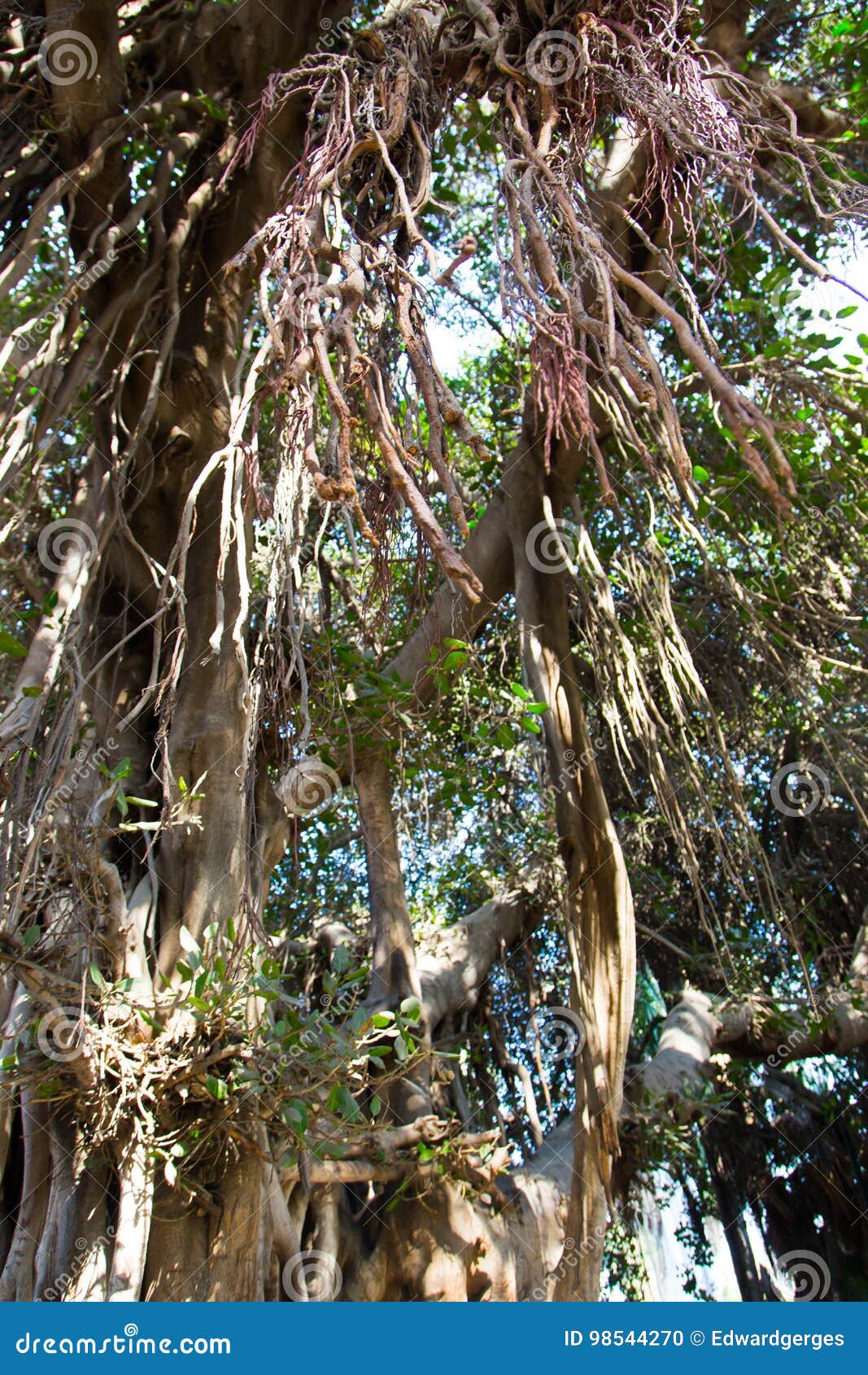 Tropical tree stock photo. Image of space, sequoia, garden - 98544270