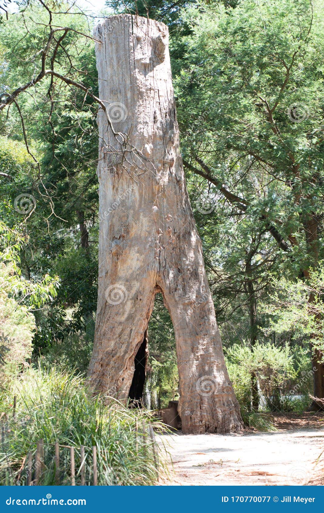 Large Tree Trunk with Opening Stock Image - Image of explorer, trunk ...