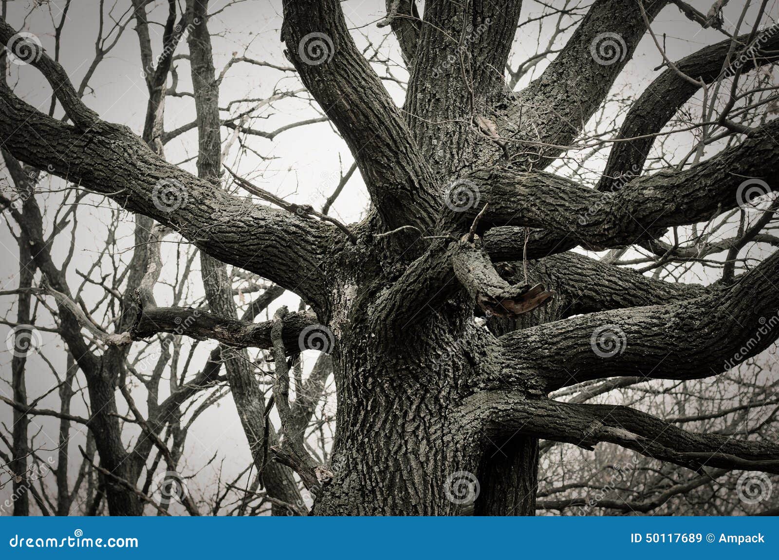 Large old tree in winter stock image. Image of twisted - 50117689