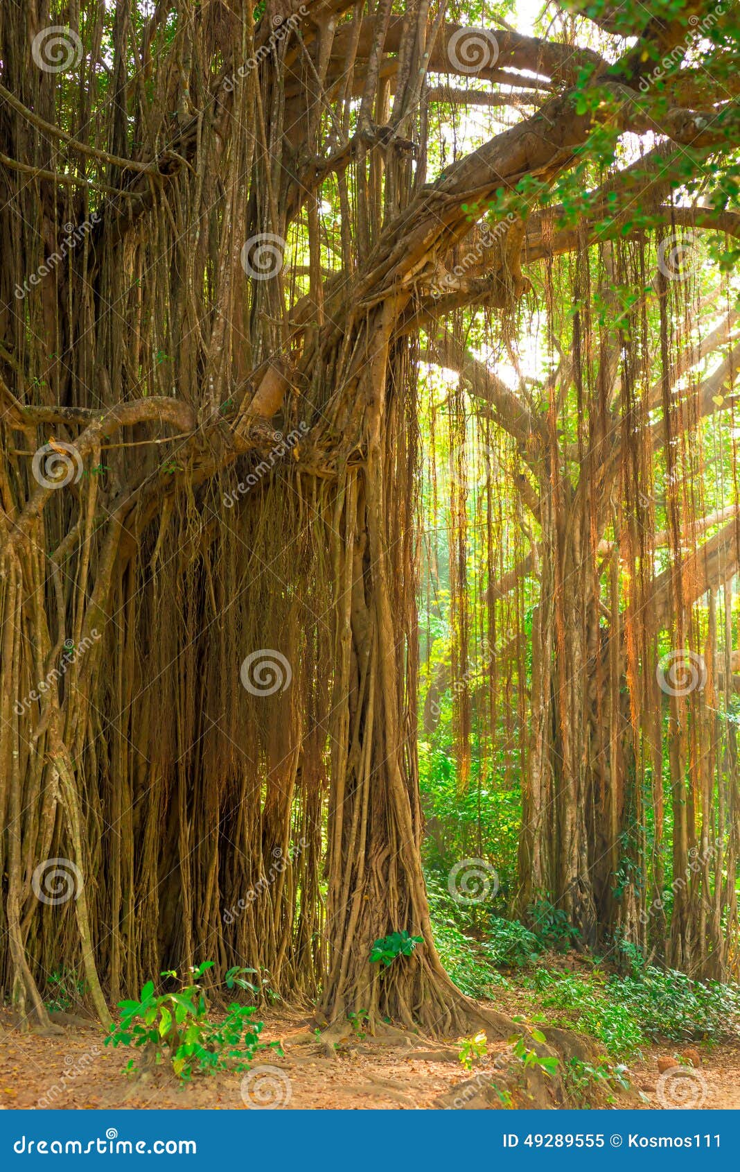 Large Old Trees with Lianas Stock Image - Image of large, plants: 49289555