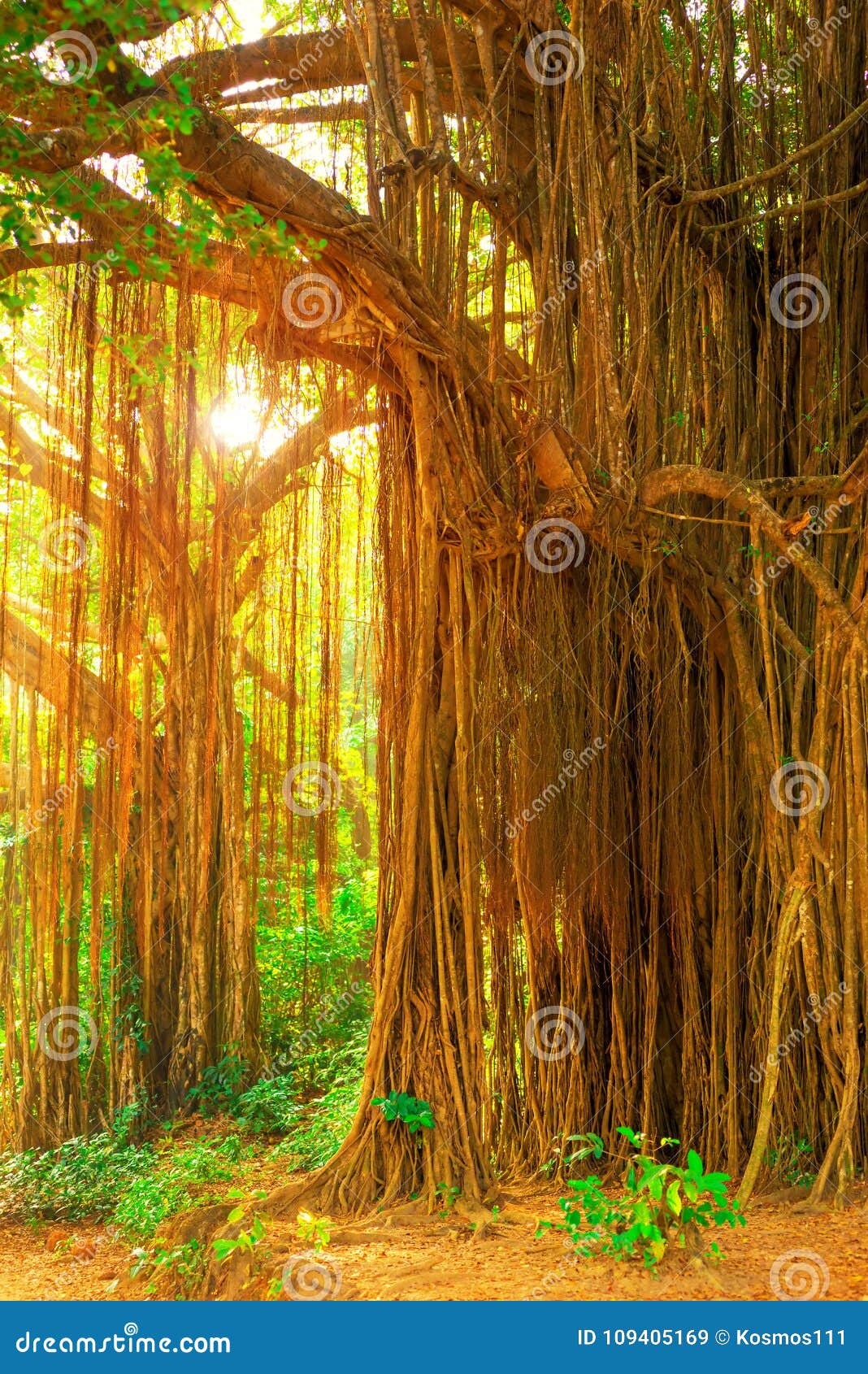 Tangled Lianas In The Forest Stock Photo | CartoonDealer.com #95942958