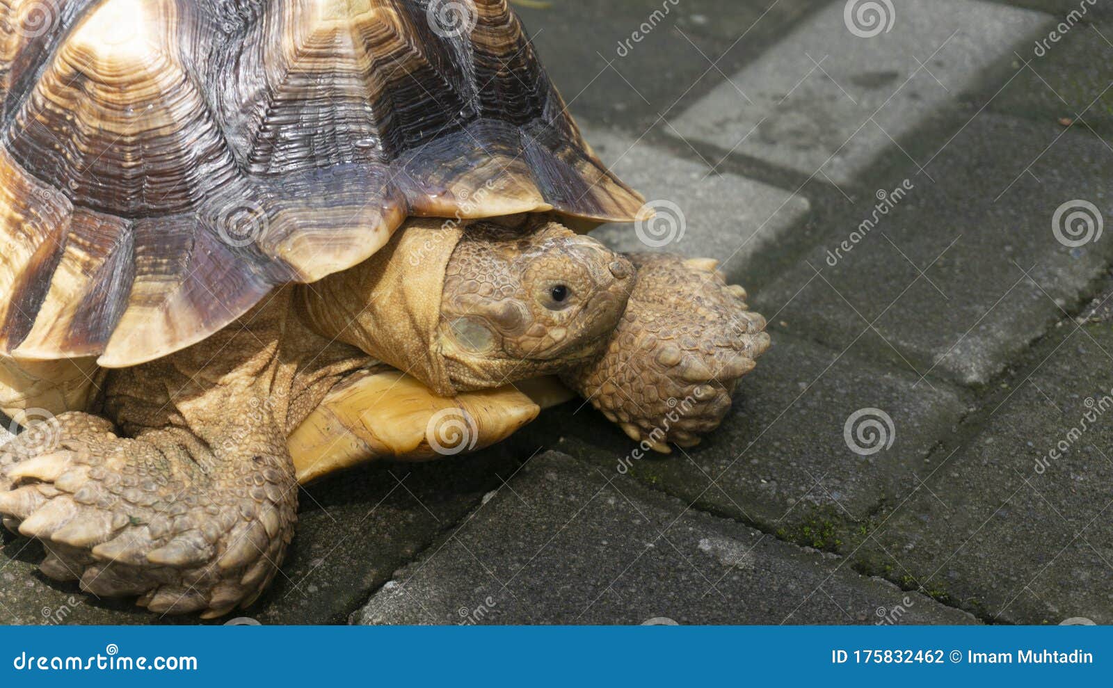 Large and Old Turtles with Very Strong Shells Stock Photo - Image of ...