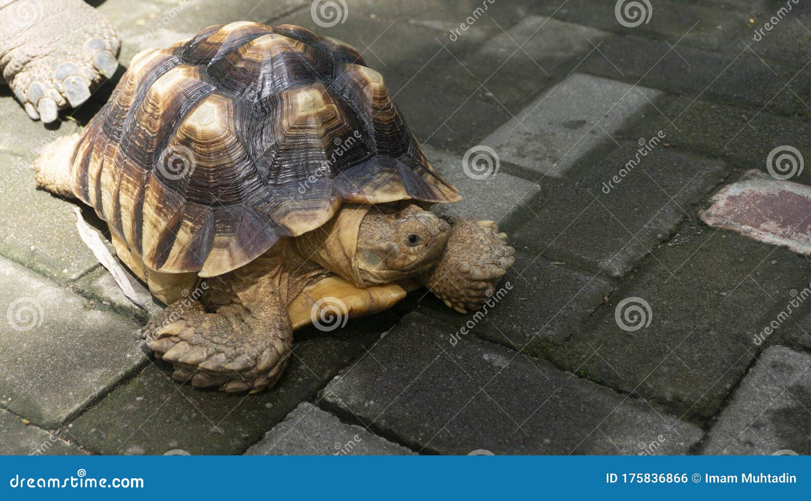 Large and Old Turtles with Very Strong Shells Stock Photo - Image of ...