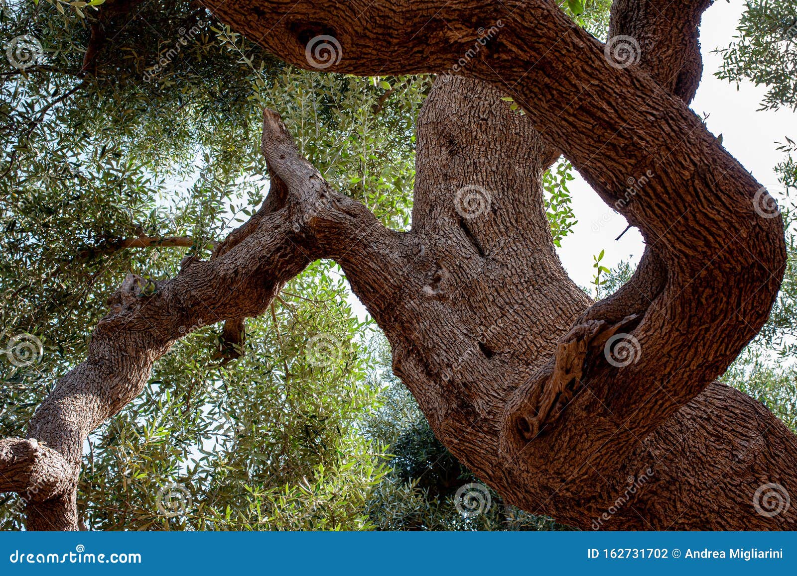 Large Olive Tree with Knotty and Twisted Branches Stock Photo - Image ...