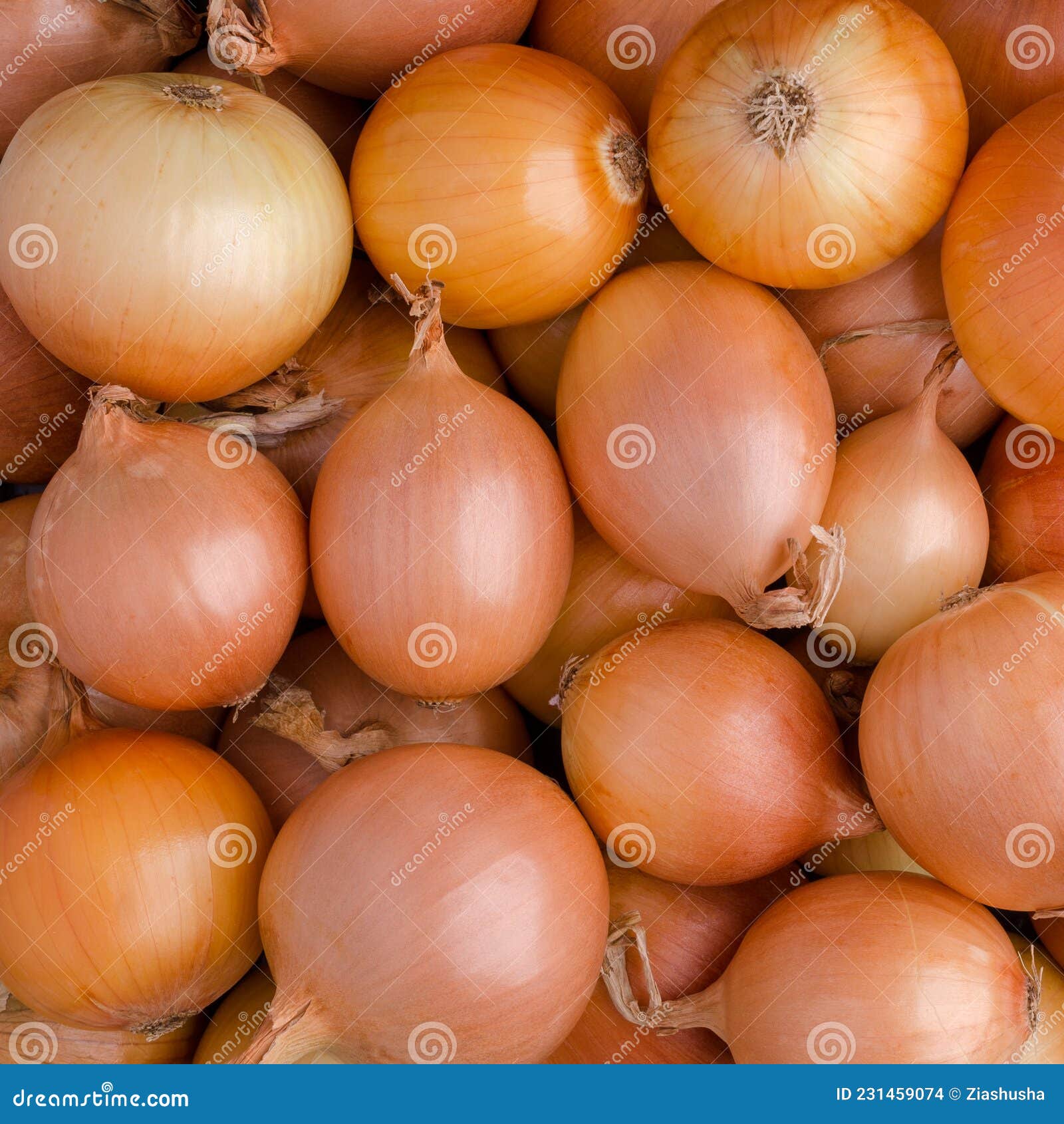 Large onion background stock photo. Image of culture - 231459074