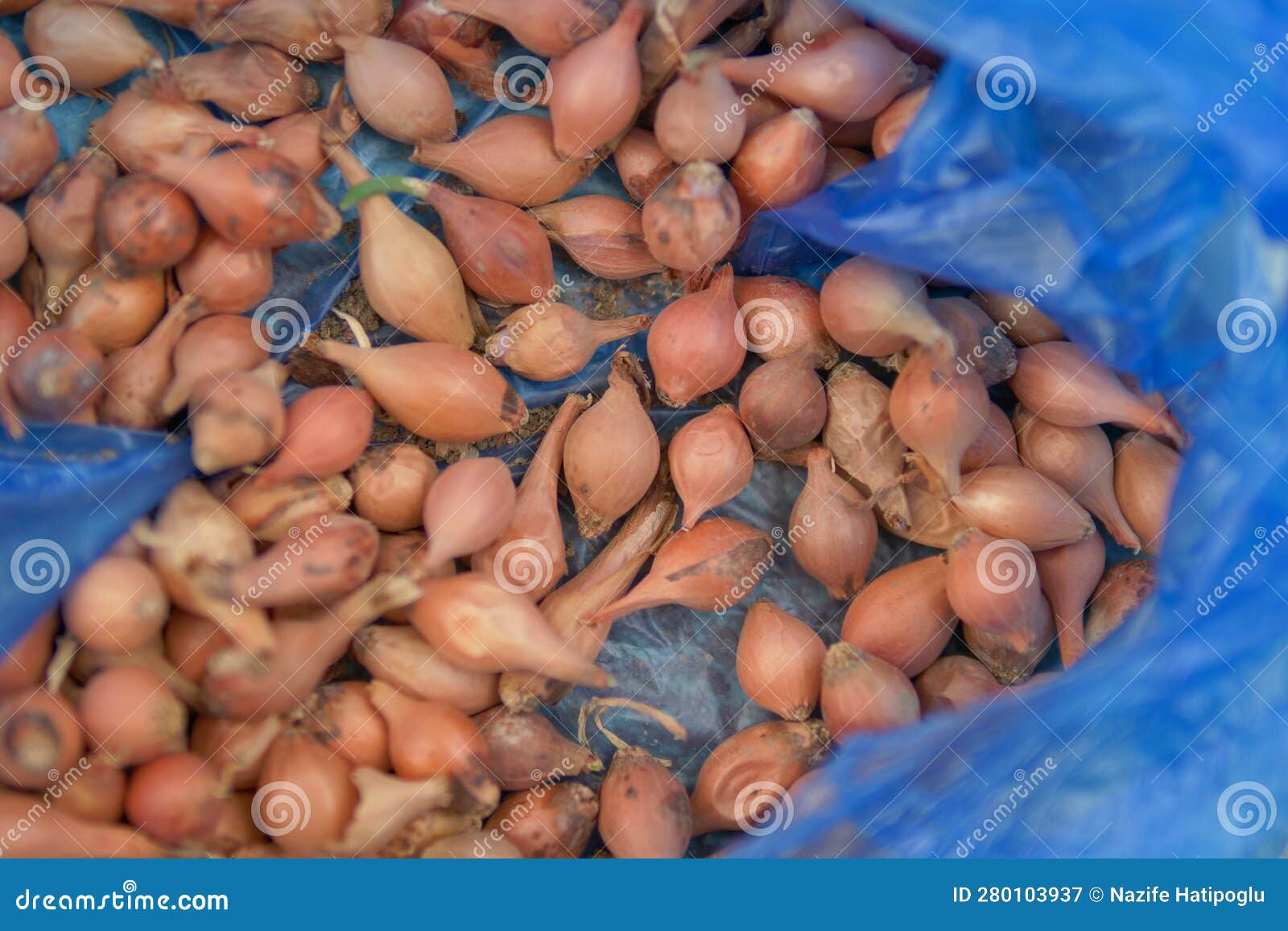 Large Onion Seeds, Scallion Onions, Seed Onions, Shallots, Onion Seeds ...